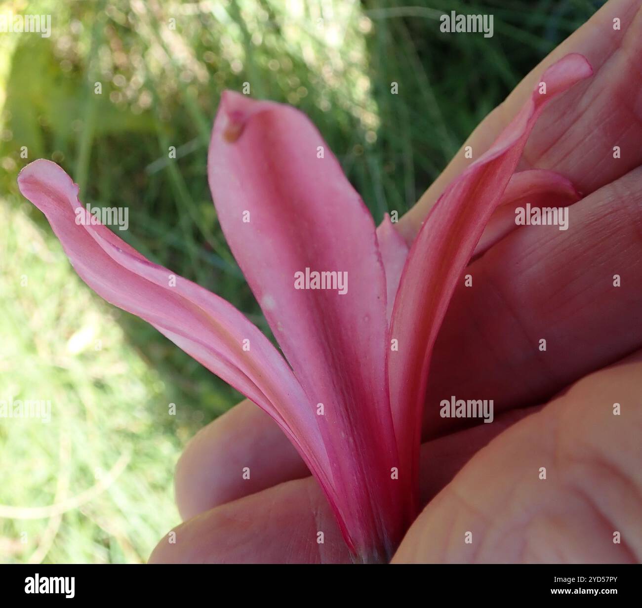 Giant Candelabra (Brunsvigia grandiflora Stock Photo - Alamy