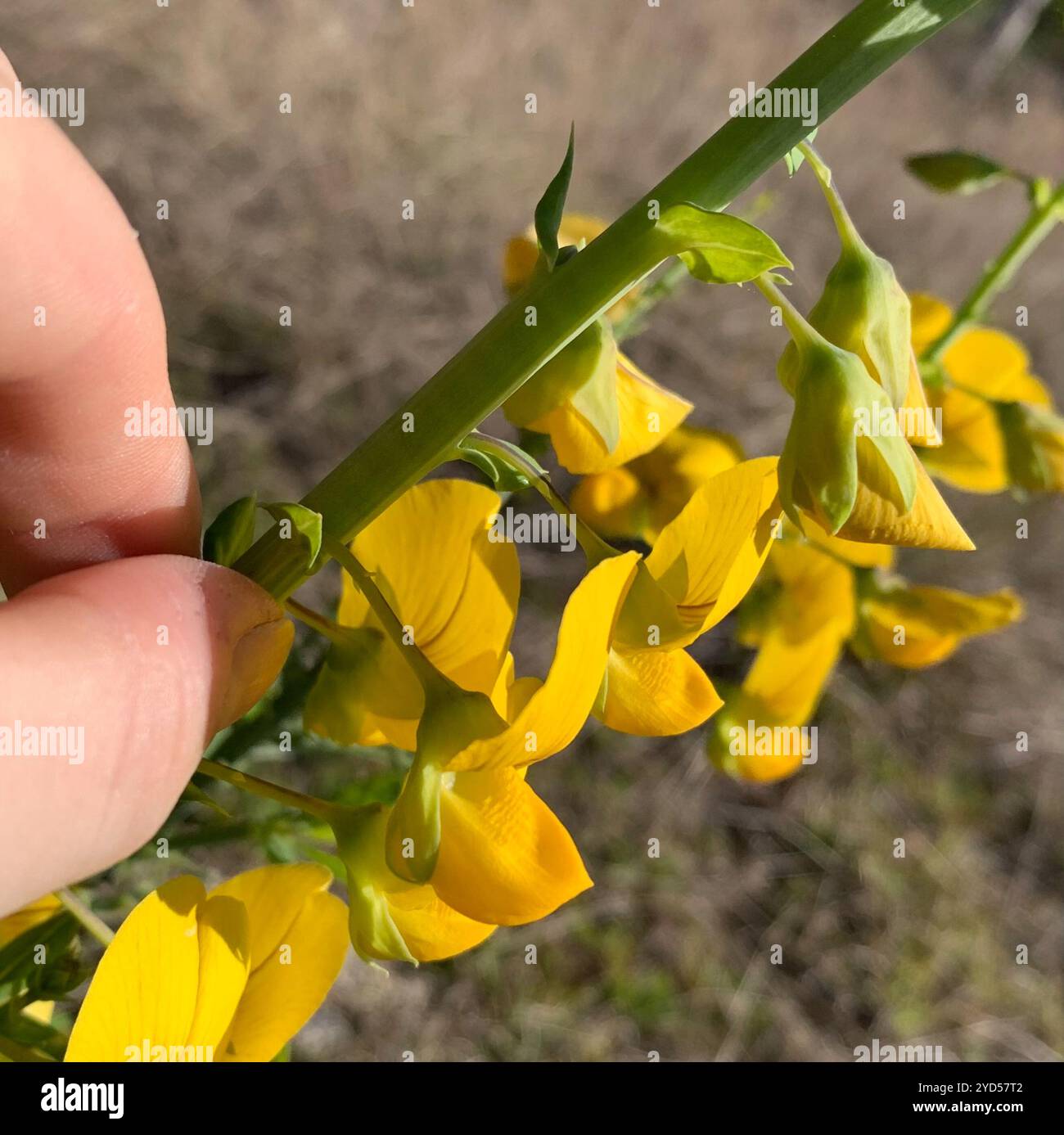 Showy Rattlebox (Crotalaria spectabilis Stock Photo - Alamy