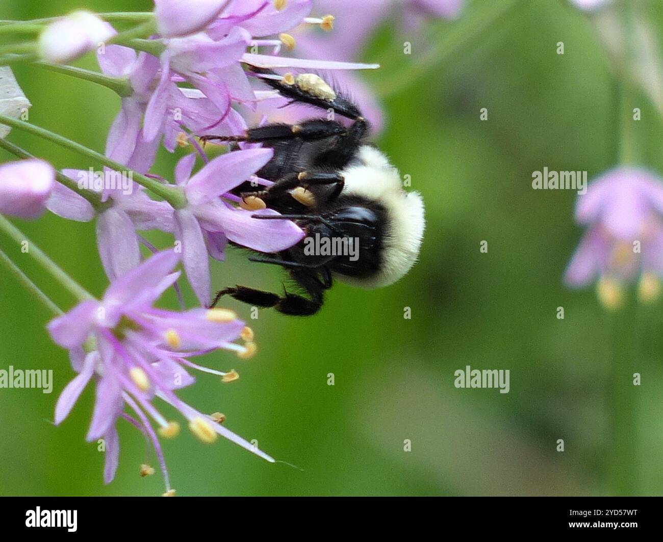 Common Eastern Bumble Bee (Bombus impatiens Stock Photo - Alamy