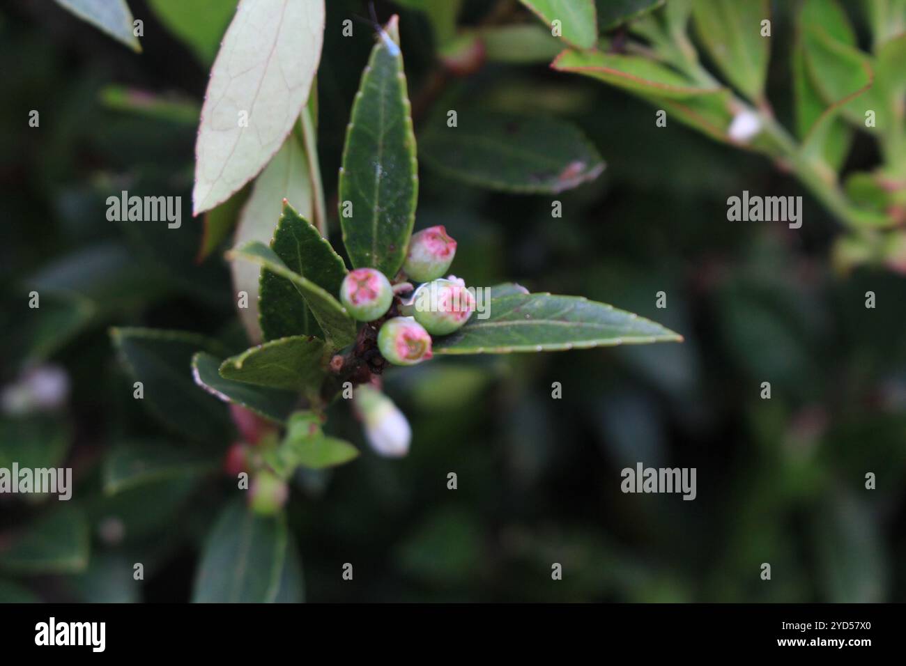 Costa Rican blueberry (Vaccinium consanguineum Stock Photo - Alamy