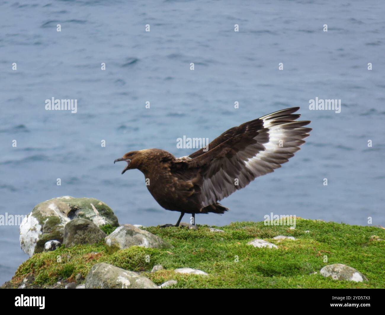 Subantarctic Skua (Stercorarius antarcticus lonnbergi Stock Photo - Alamy