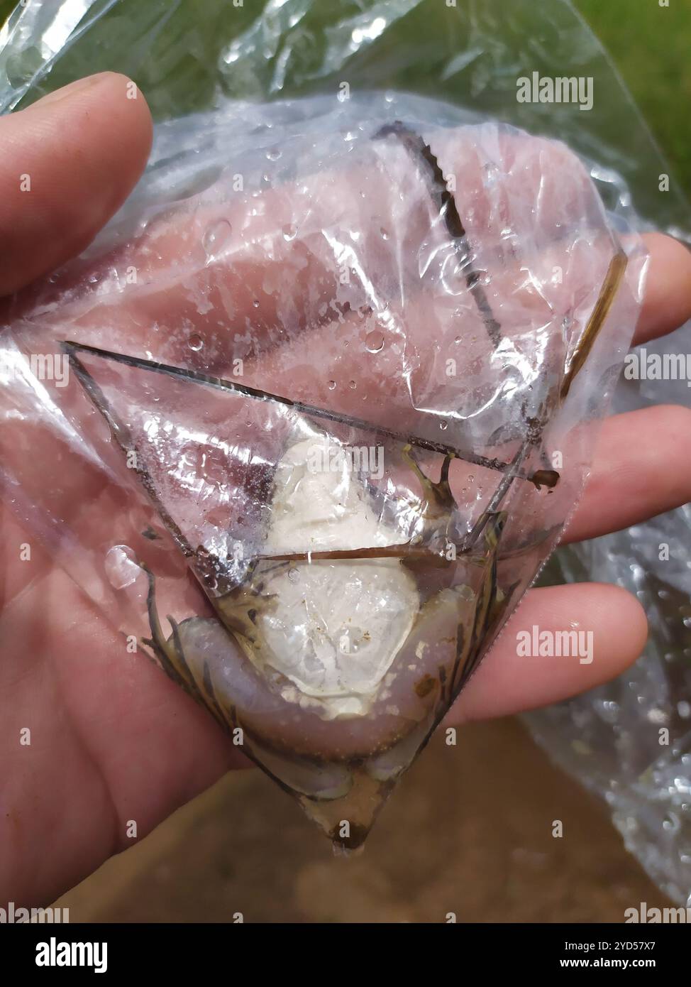 Common River Frog (Amietia delalandii Stock Photo - Alamy