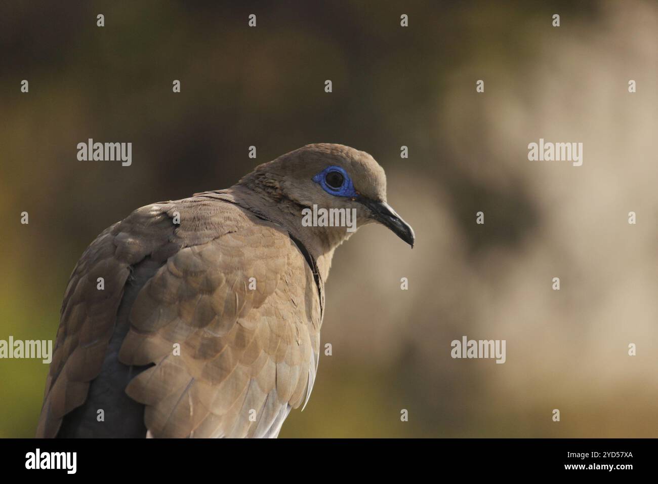 Meloda hi-res stock photography and images - Alamy