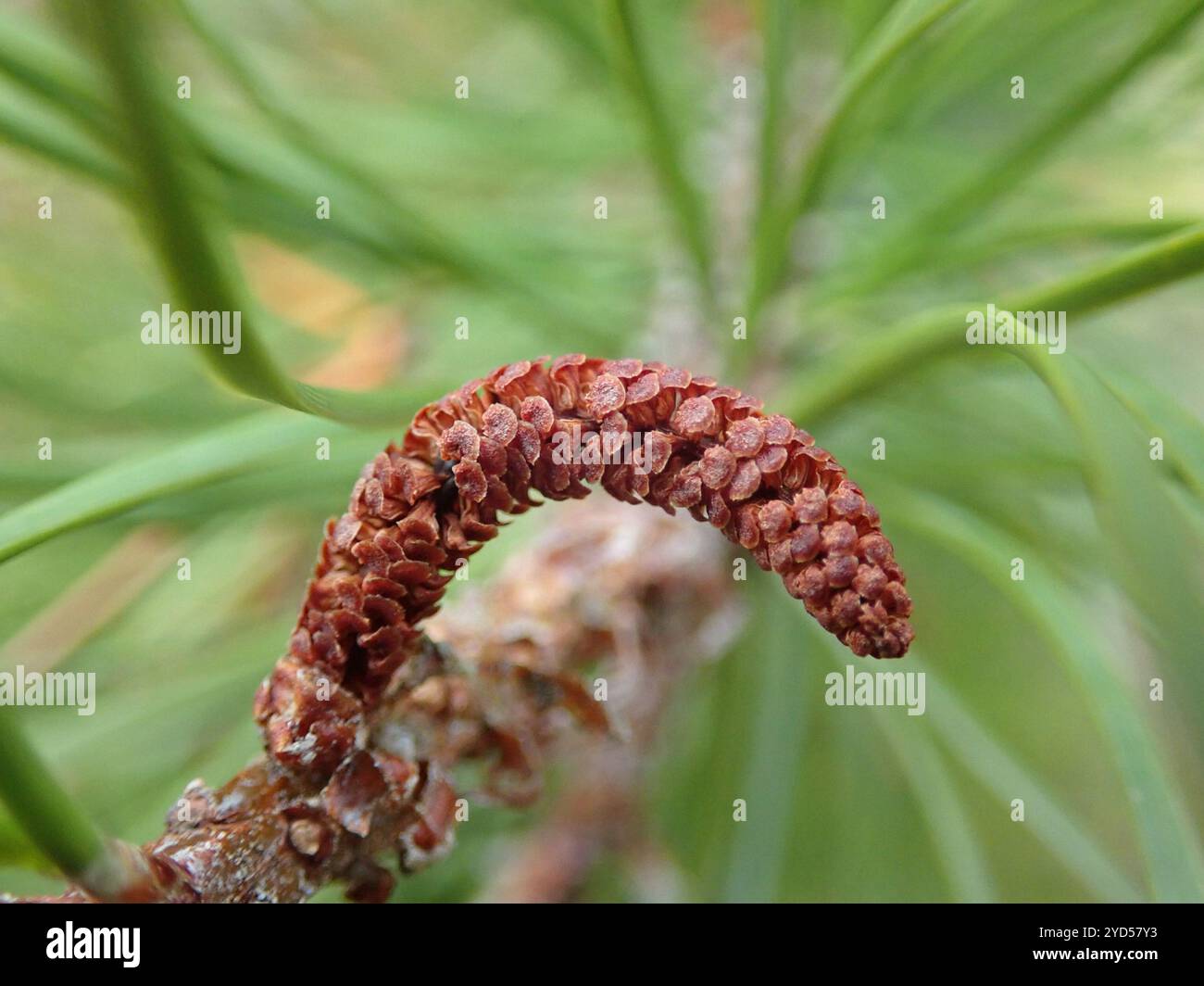 Shore Pine (Pinus contorta contorta Stock Photo - Alamy