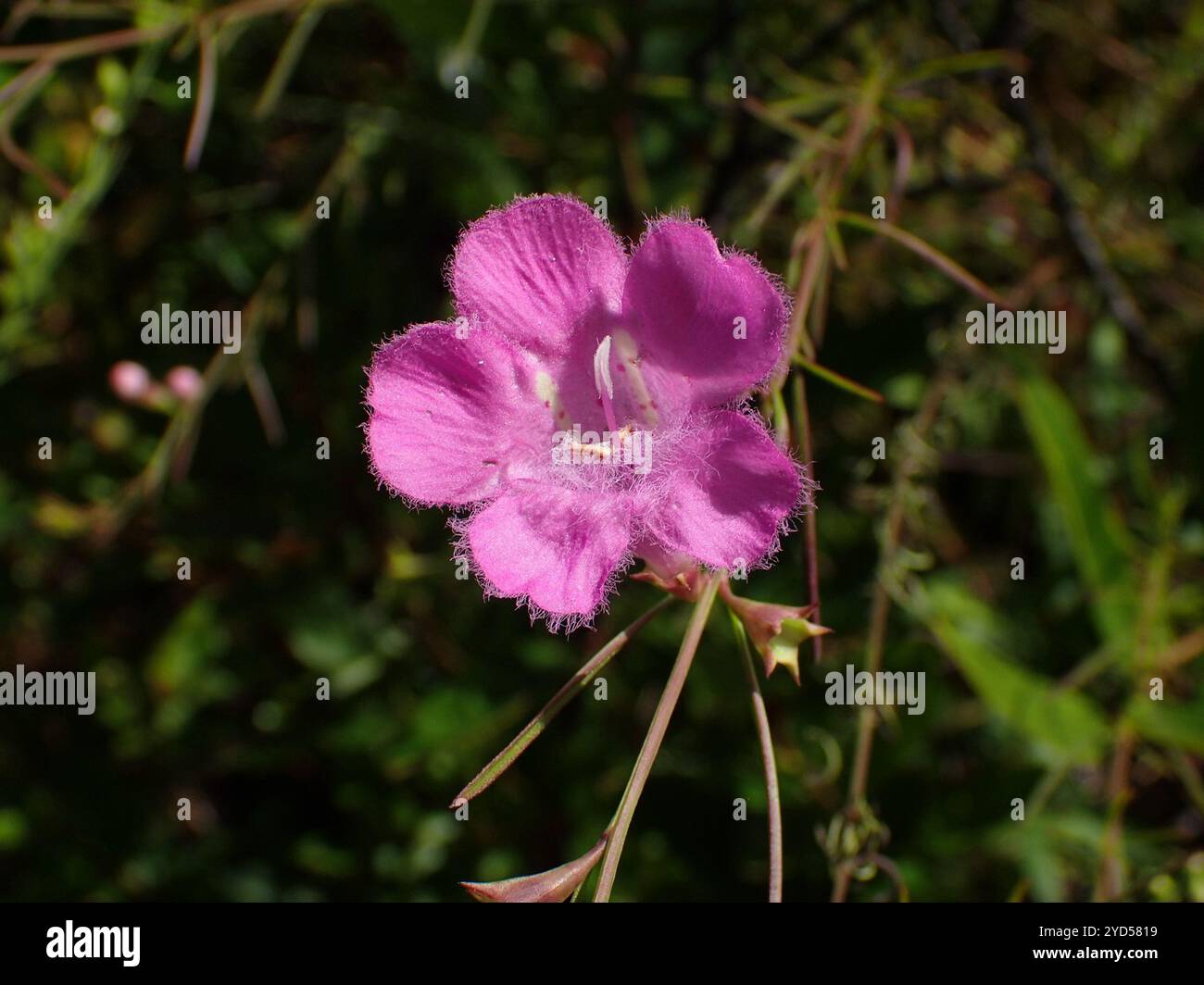 false foxgloves (Agalinis Stock Photo - Alamy