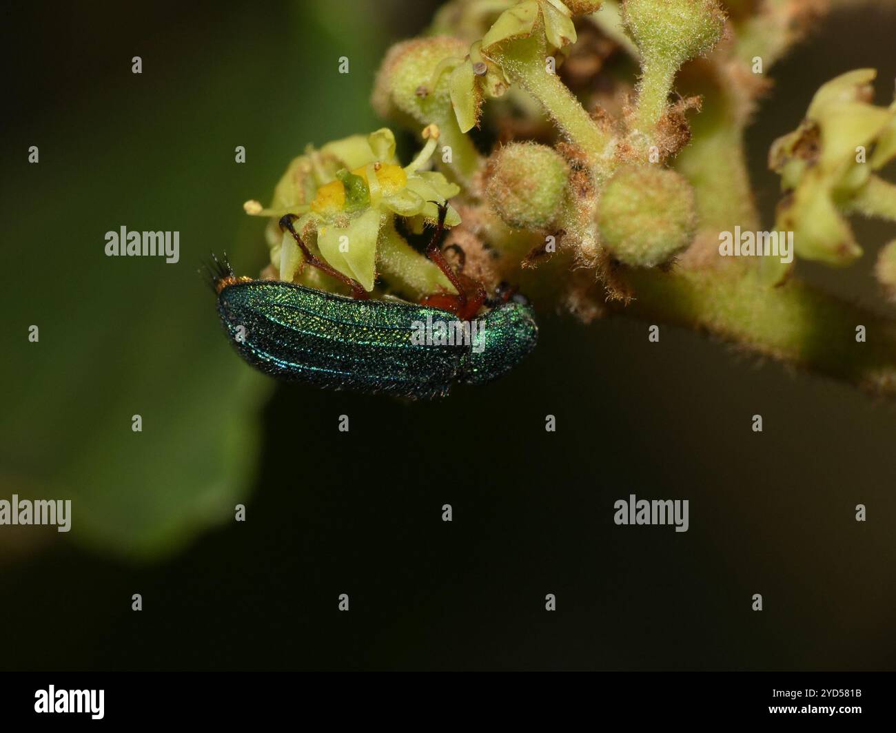 Groovewing Flower Beetles (Melyris Stock Photo - Alamy
