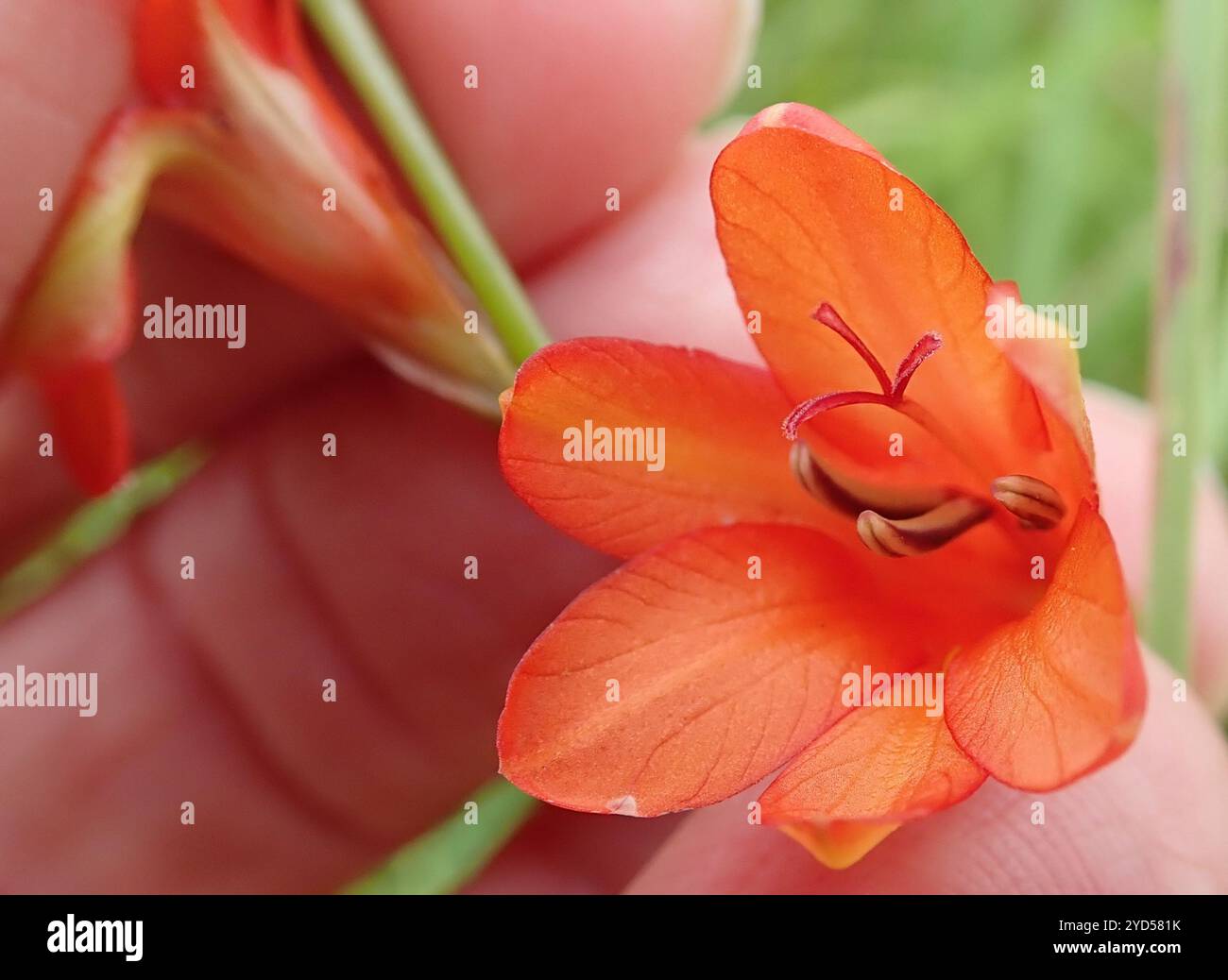 Red Triton (Tritonia disticha Stock Photo - Alamy