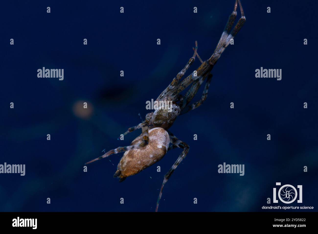 Ninja-star Ceiling Spider (Zosis geniculata Stock Photo - Alamy