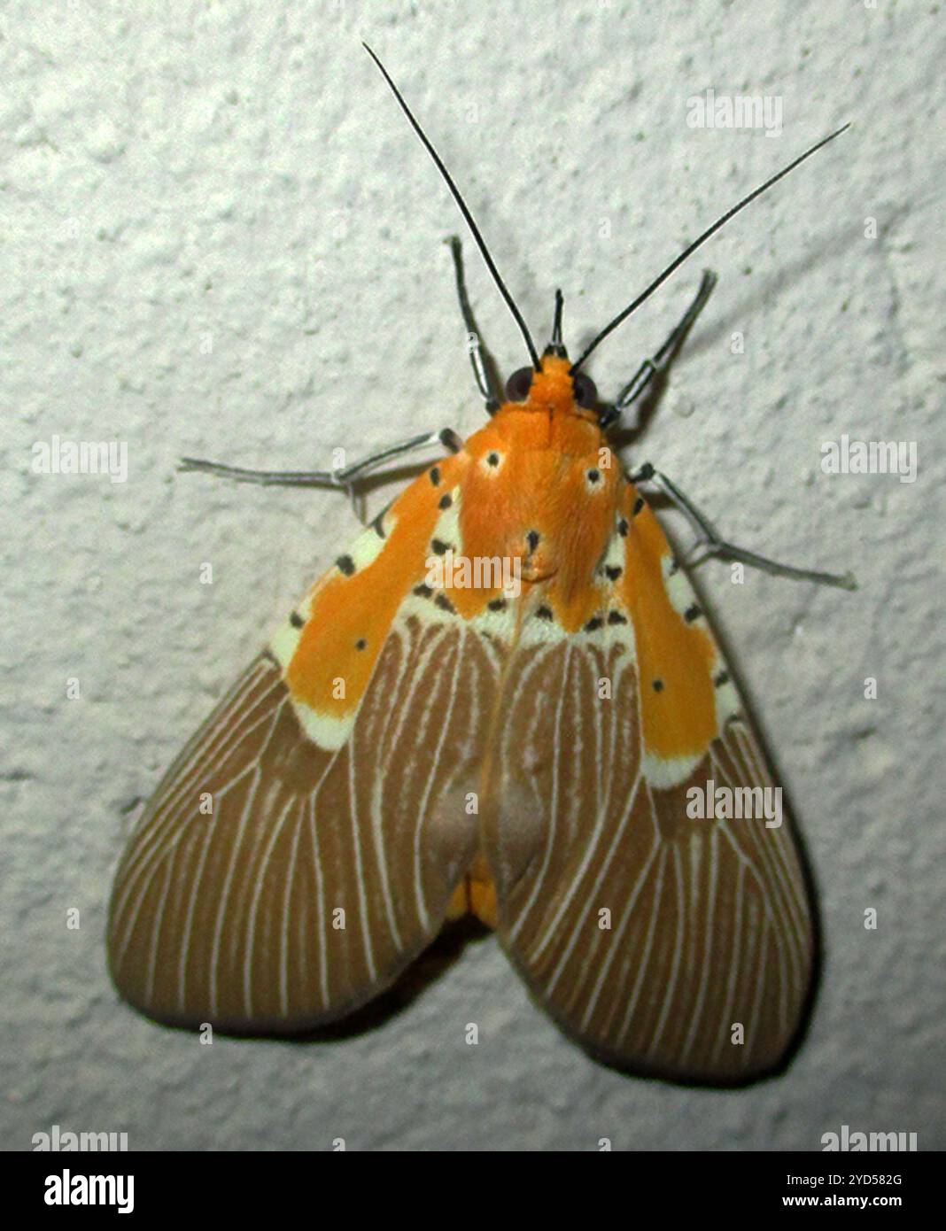 Specious Tiger (Asota speciosa Stock Photo - Alamy