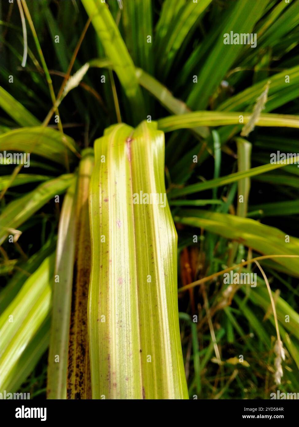 Bush Flax (Astelia fragrans Stock Photo - Alamy