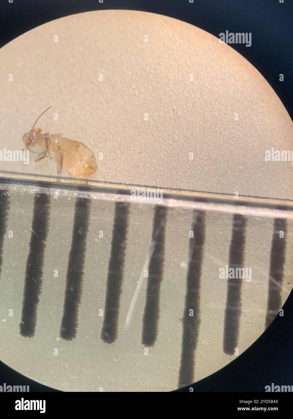 Larger Pale Booklouse (Trogium pulsatorium Stock Photo - Alamy