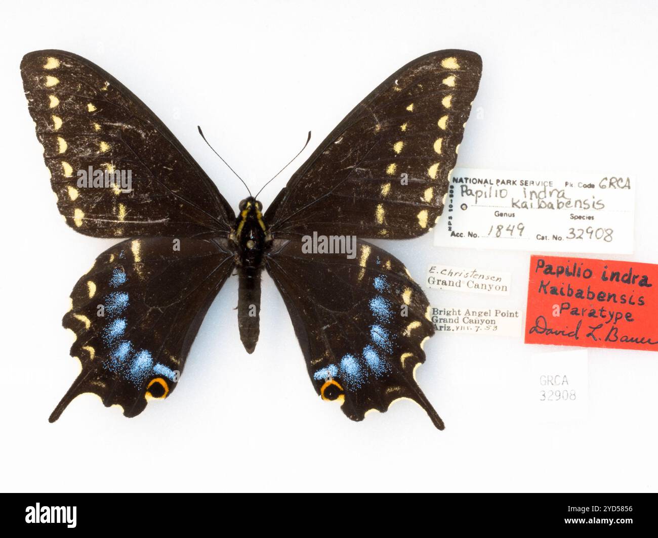Indra Swallowtail (Papilio indra Stock Photo - Alamy