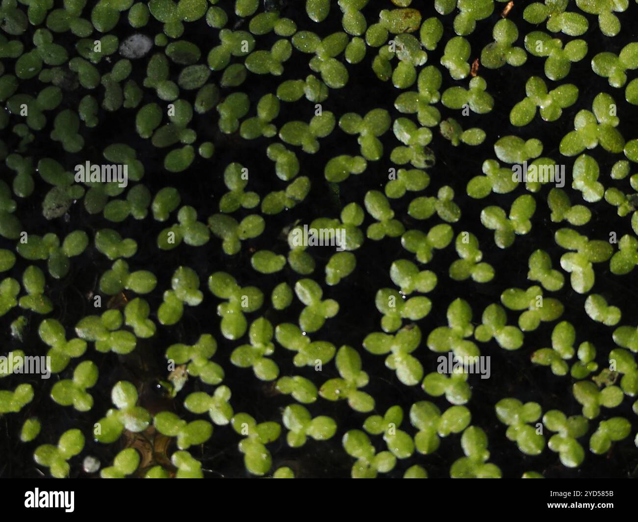 Lesser duckweed hi-res stock photography and images - Alamy