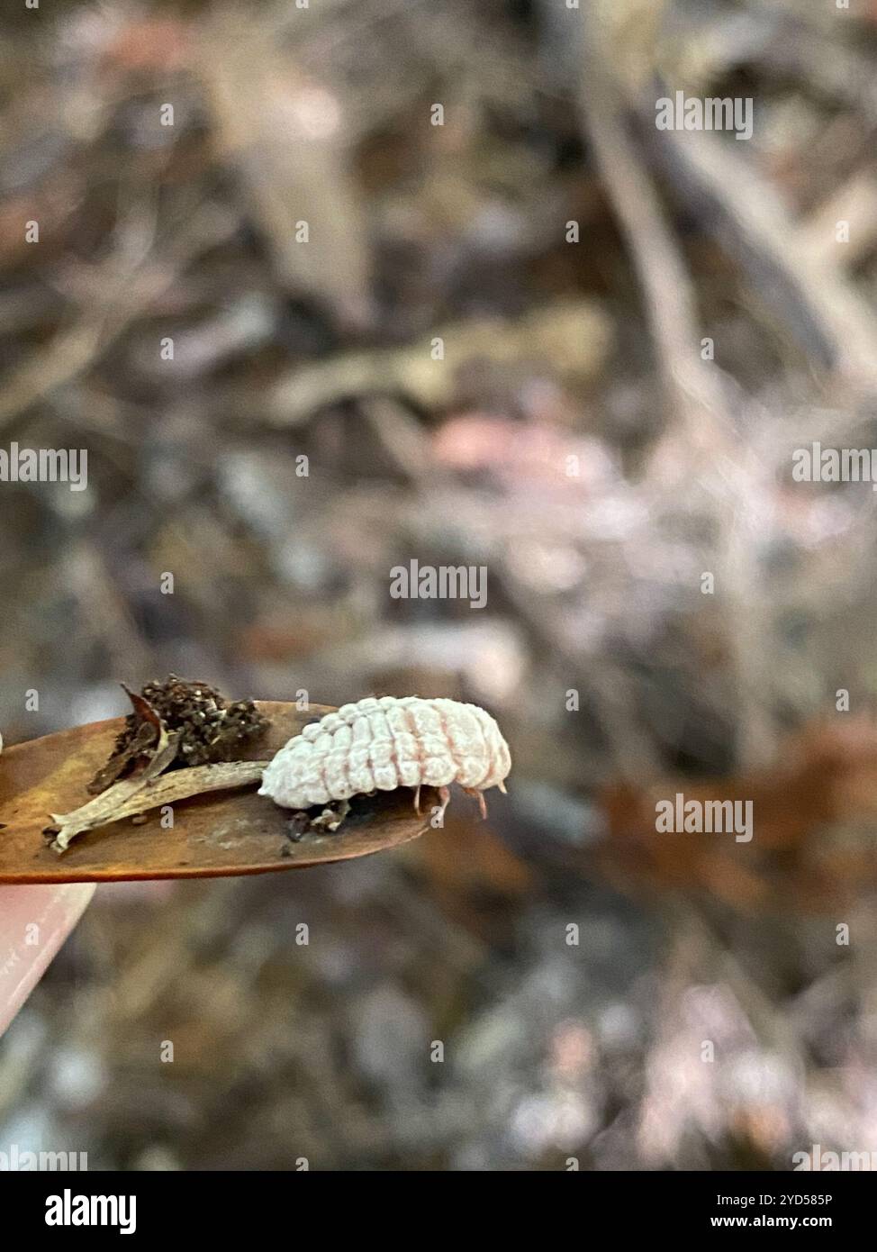Giant Scale Insects (Coelostomidia Stock Photo - Alamy
