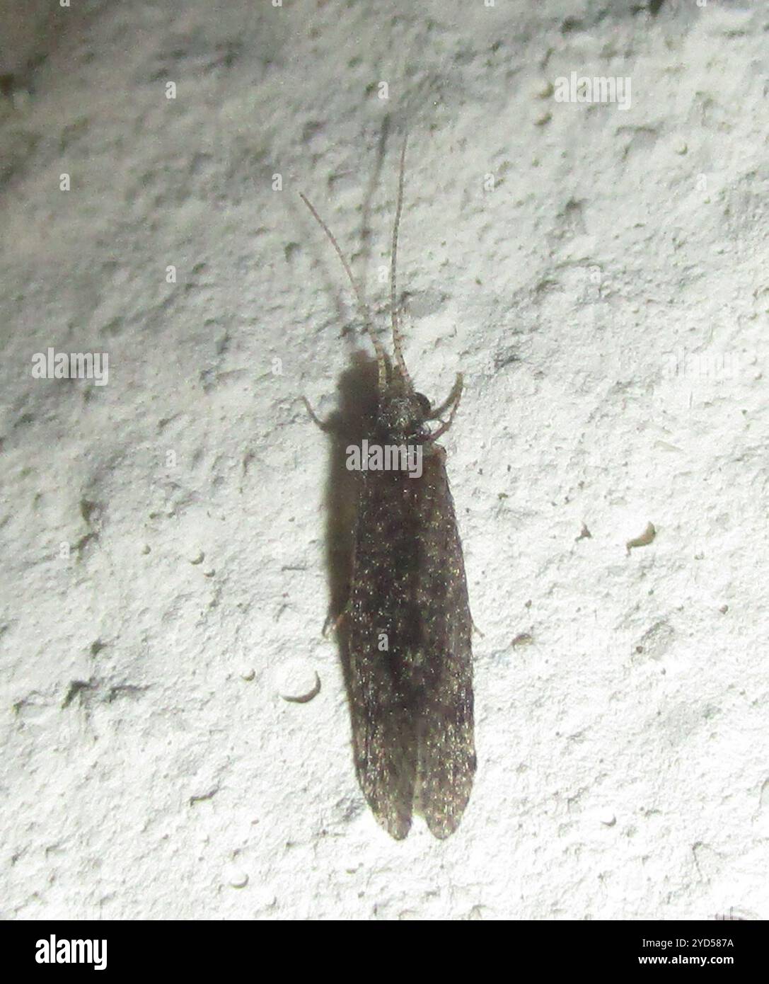 Tubecase Netspinning Caddisflies (Ecnomidae Stock Photo - Alamy
