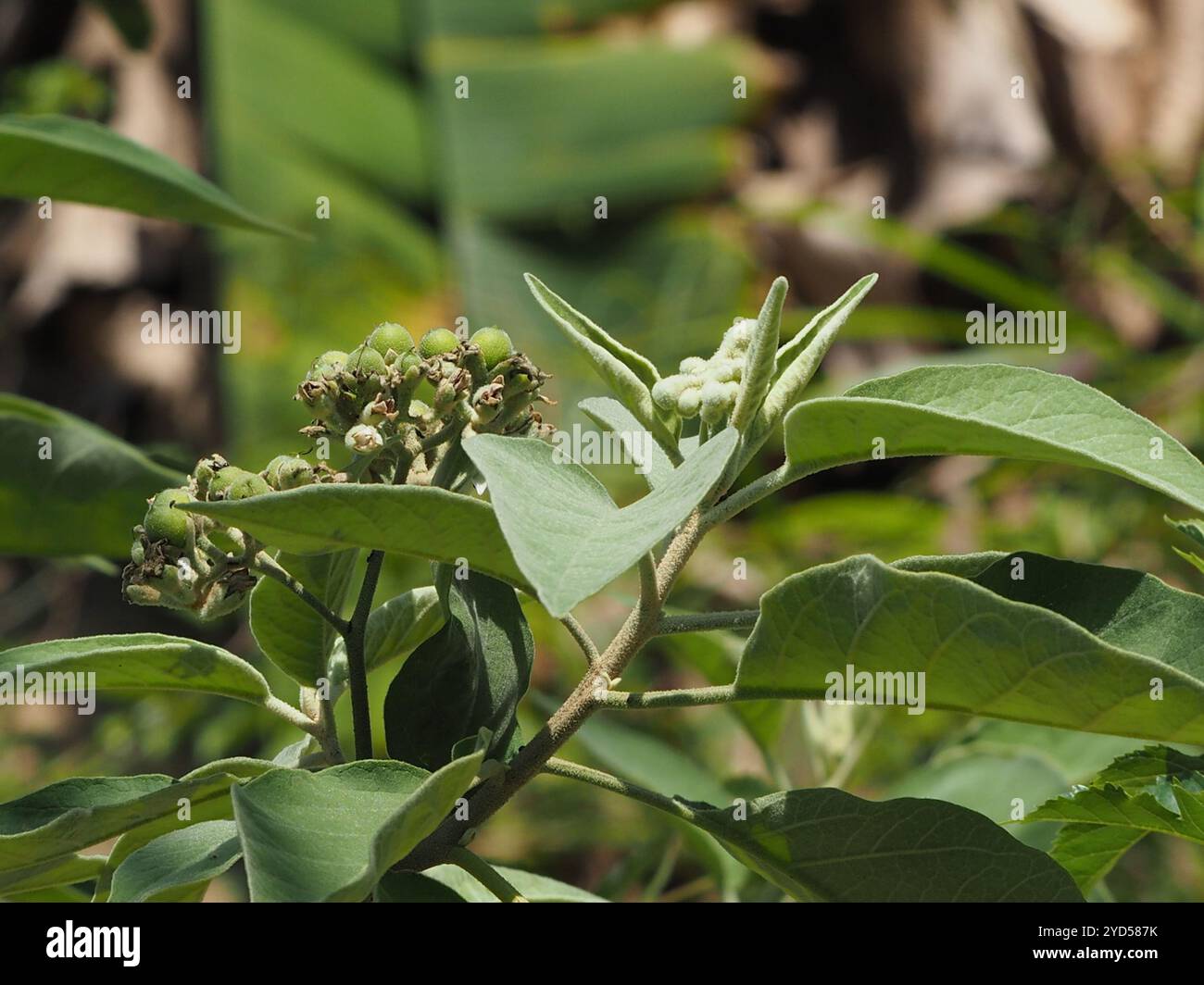 potato tree (Solanum erianthum Stock Photo - Alamy