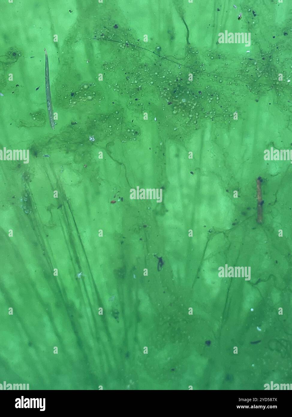 green algae (Chlorophyta Stock Photo - Alamy