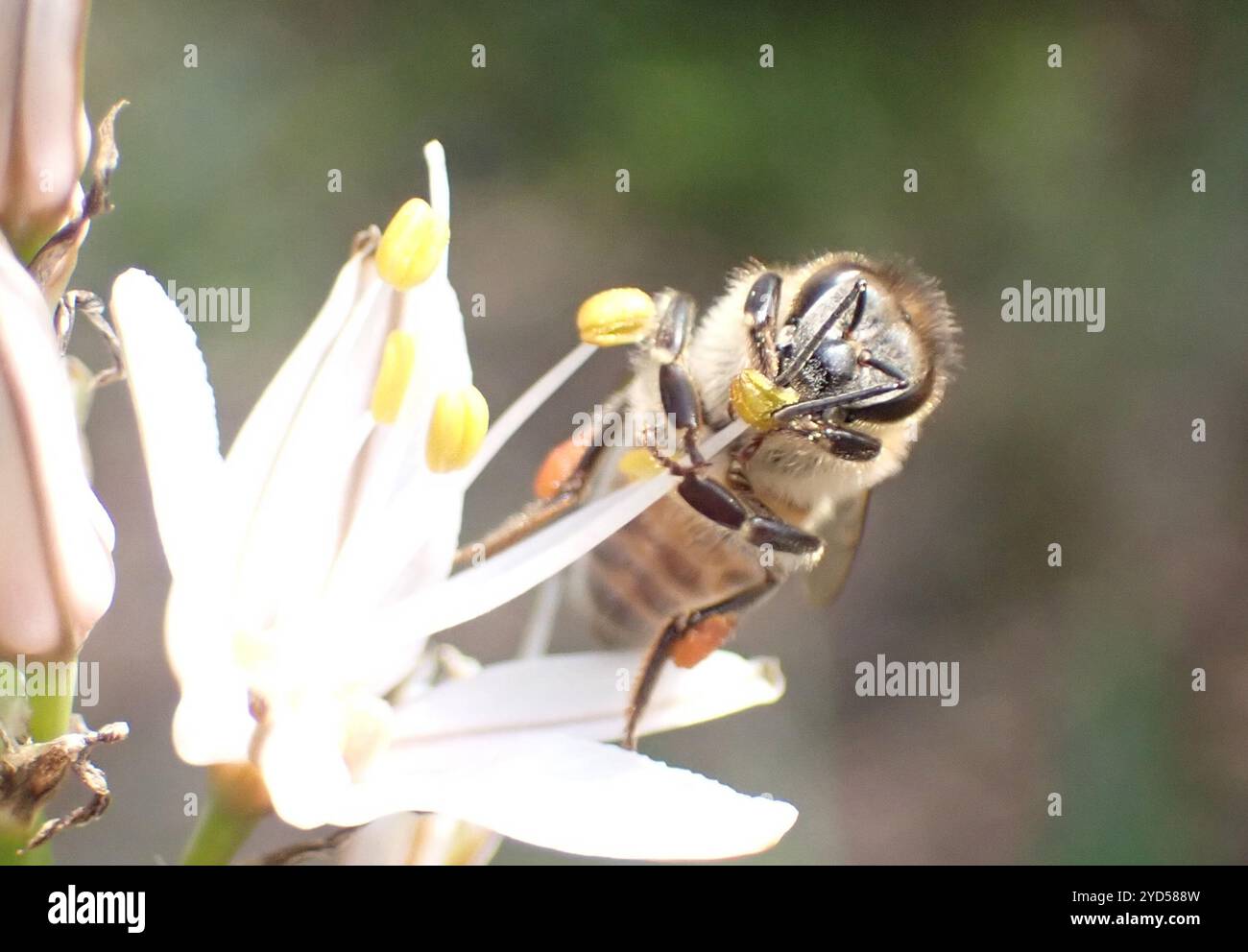 Anatolian Honey Bee (Apis mellifera anatoliaca Stock Photo - Alamy