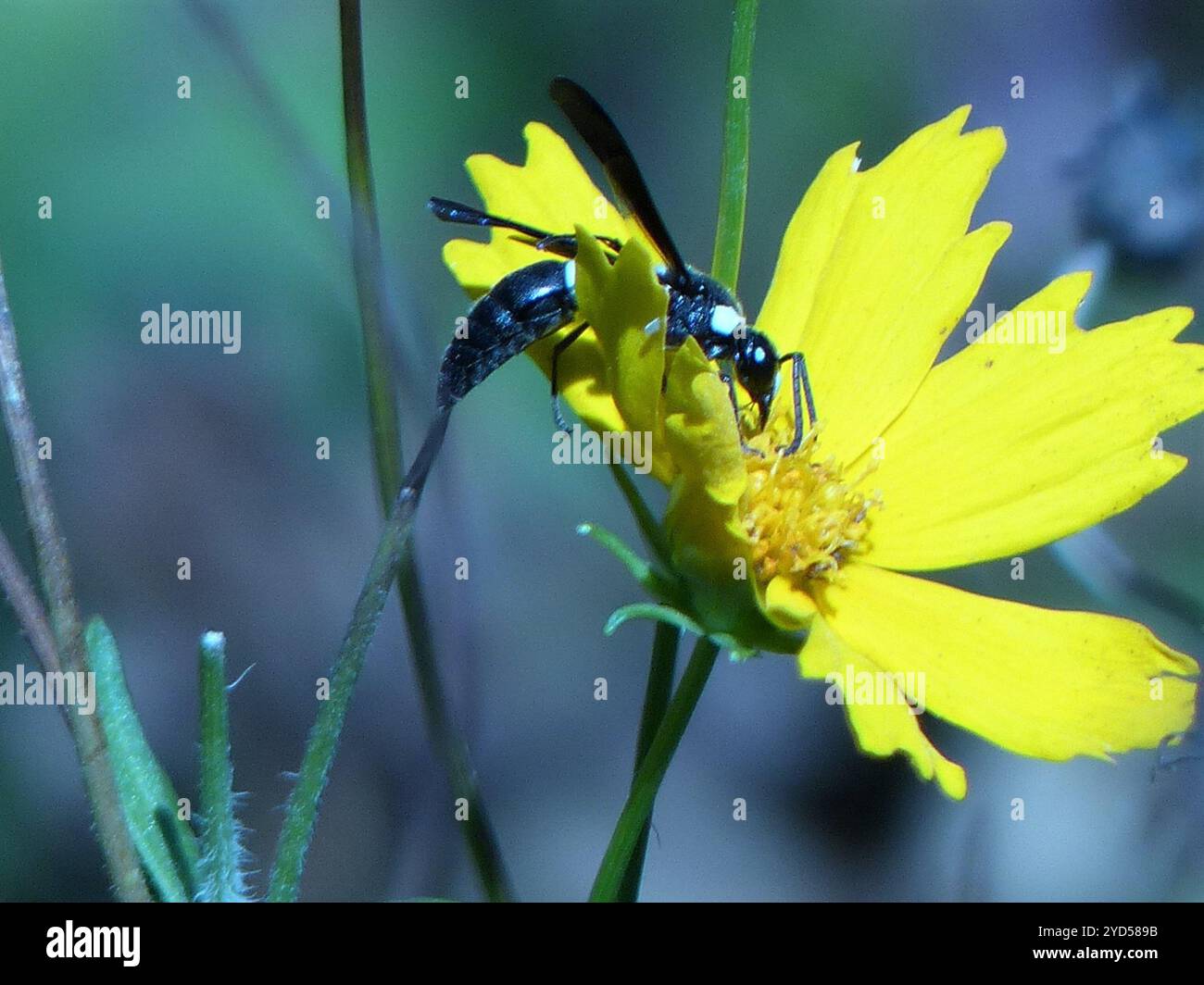 Four-toothed Mason Wasp (Monobia quadridens Stock Photo - Alamy
