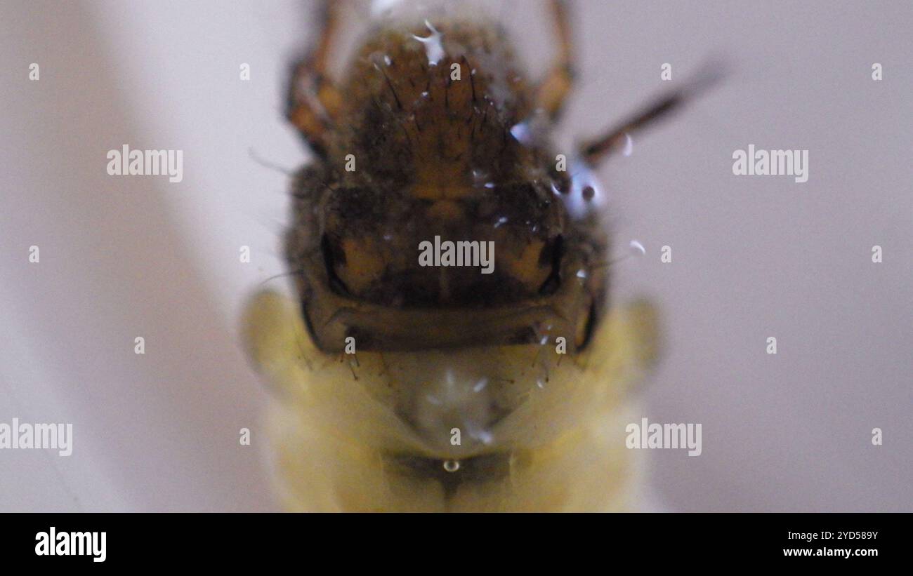 Stonecase Caddisflies (Uenoidae Stock Photo - Alamy