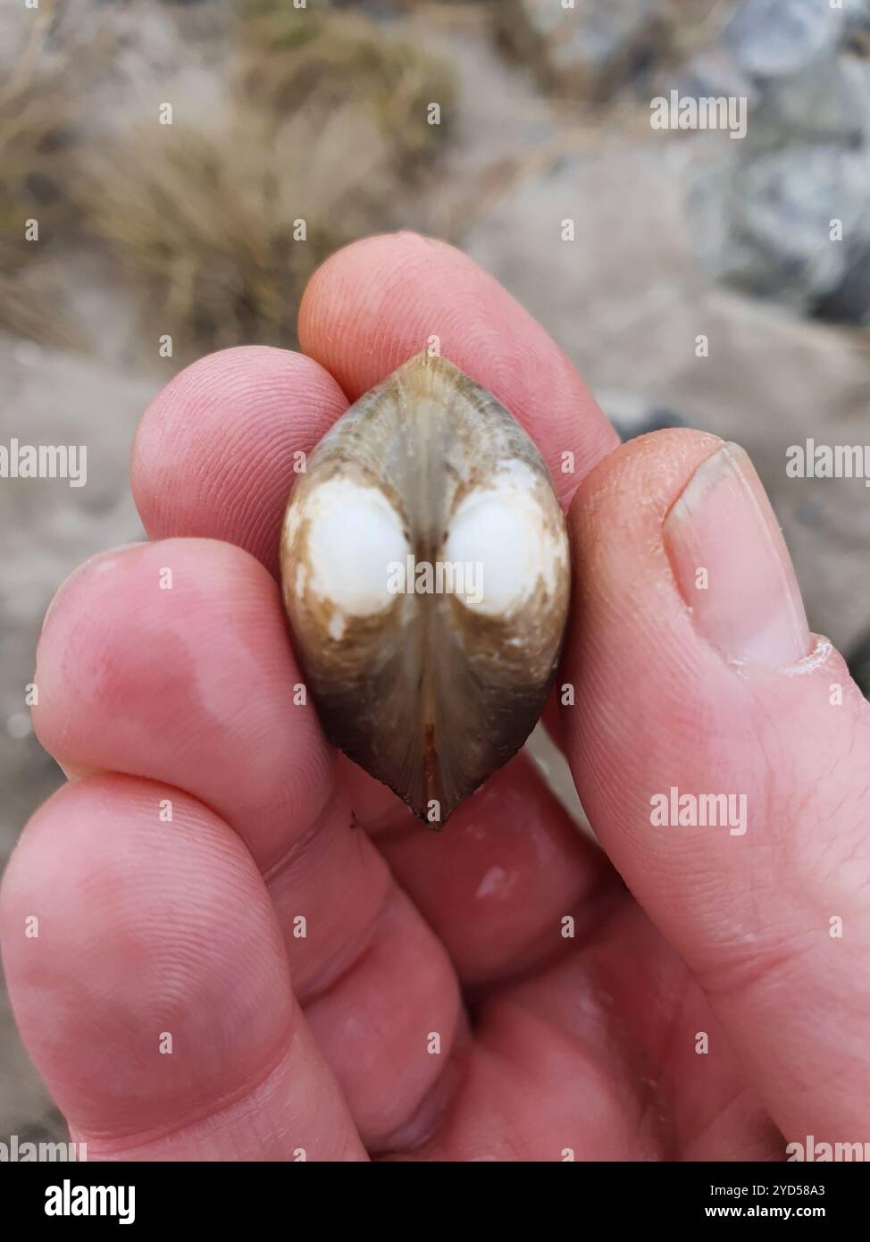 Atlantic Rangia (Rangia cuneata Stock Photo - Alamy