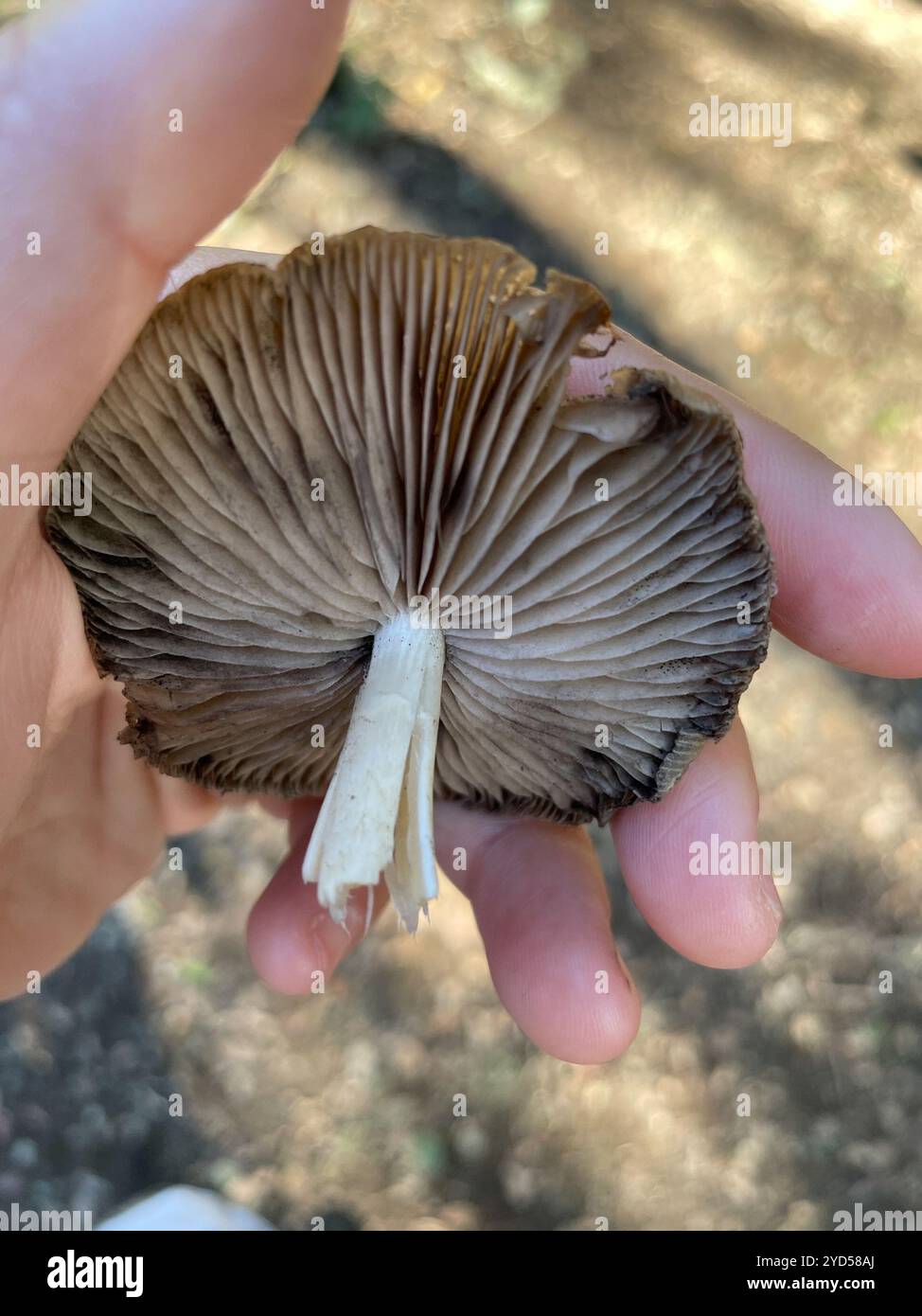 Brittlestems and Allies (Psathyrellaceae Stock Photo - Alamy