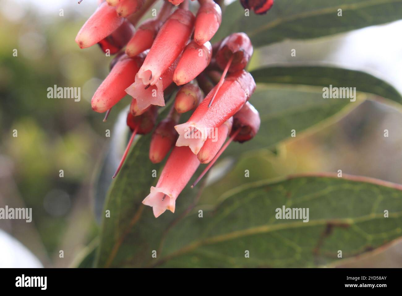 tropical blueberry (Macleania rupestris Stock Photo - Alamy