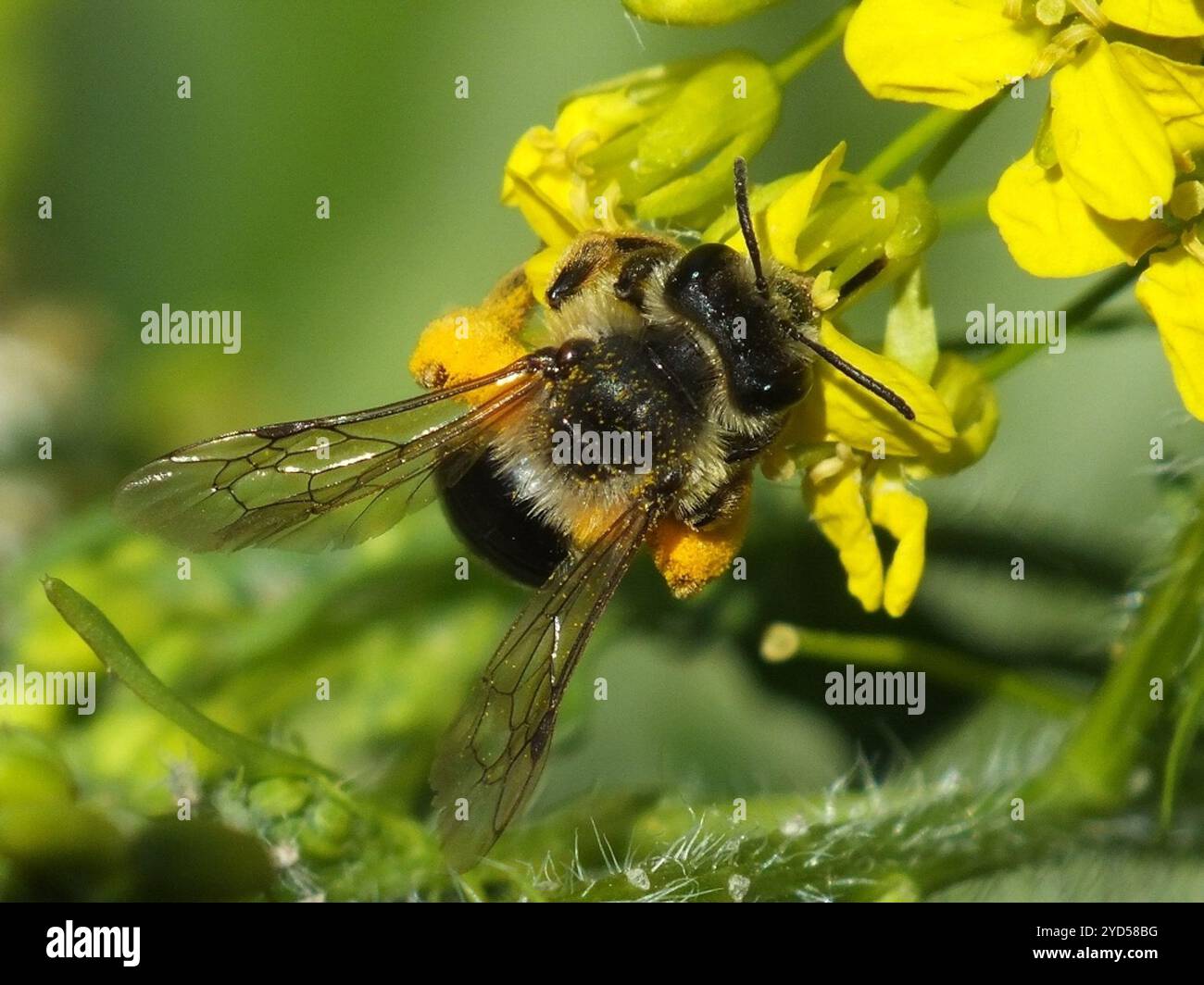 Mining Bees (Andrena Stock Photo - Alamy