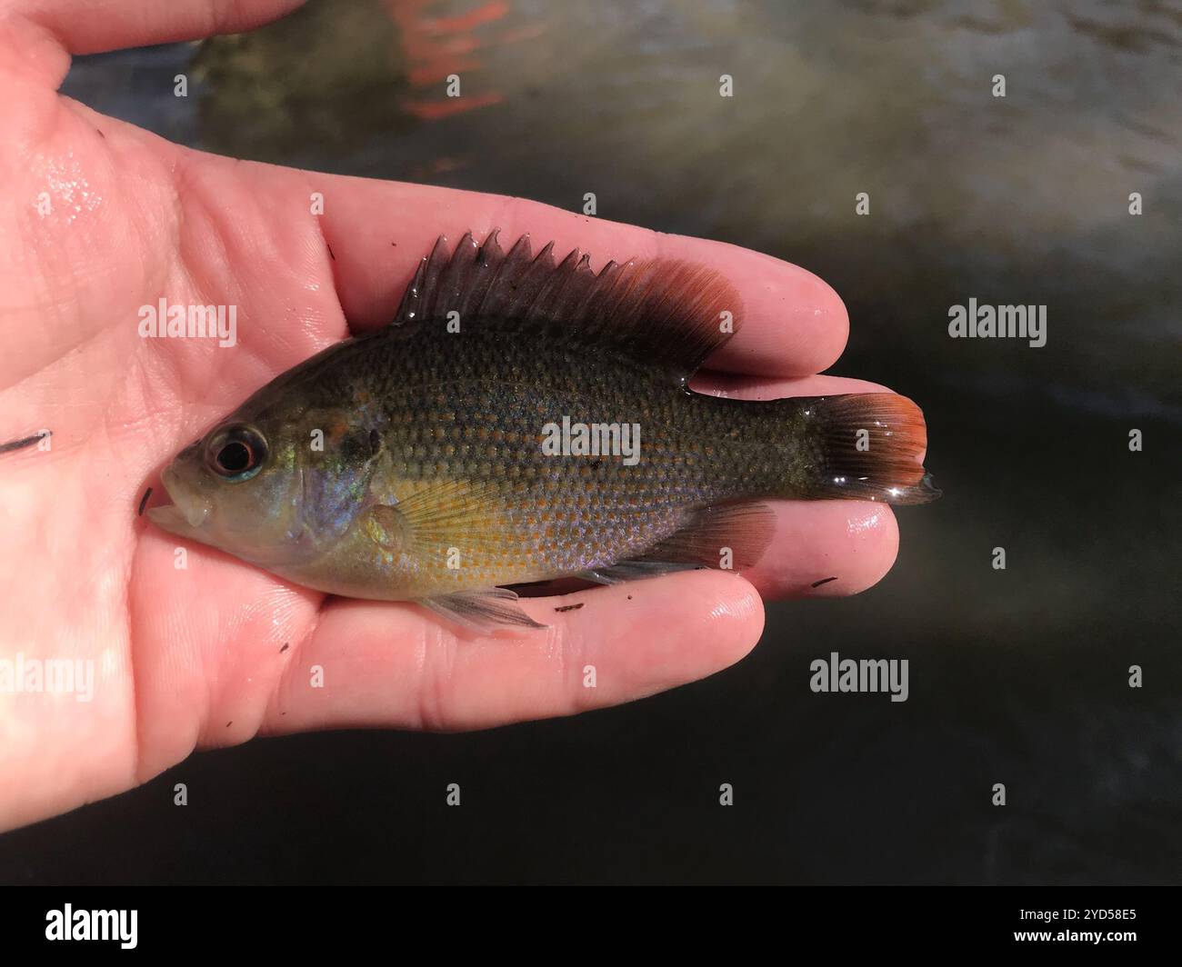 Redspotted Sunfish (Lepomis miniatus Stock Photo - Alamy