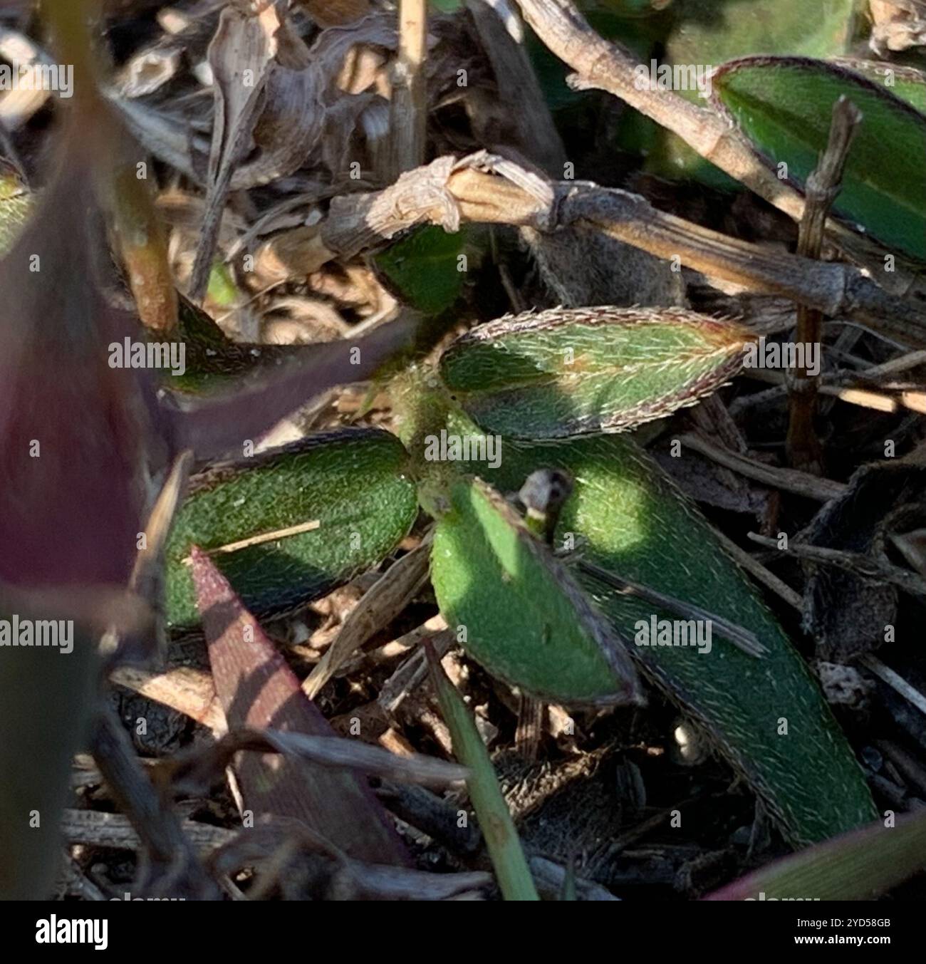 Rabbitbells (Crotalaria rotundifolia Stock Photo - Alamy