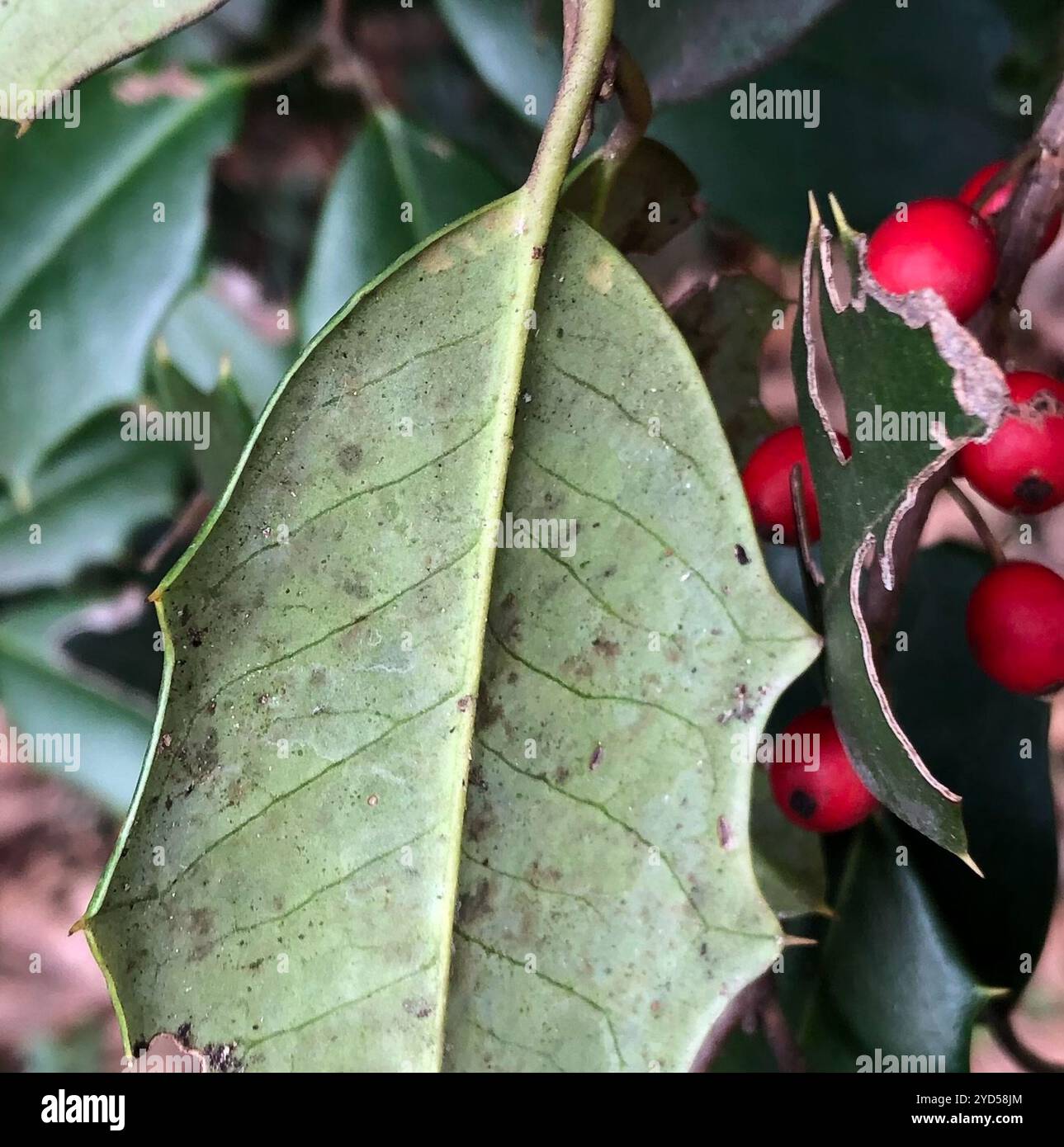 Native Holly Leafminer (Phytomyza ilicicola Stock Photo - Alamy