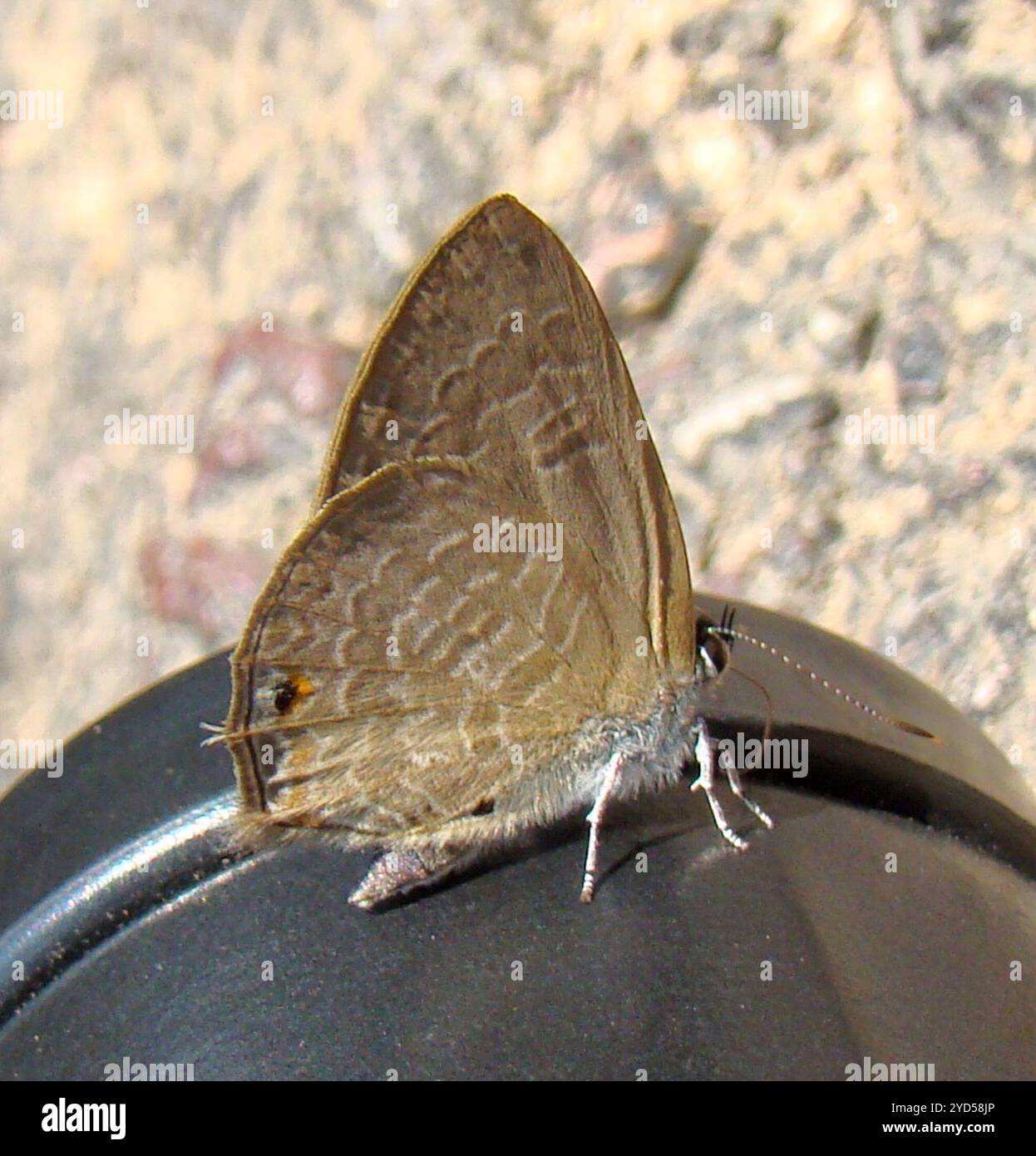 Common Ciliate Blue (Anthene emolus Stock Photo - Alamy