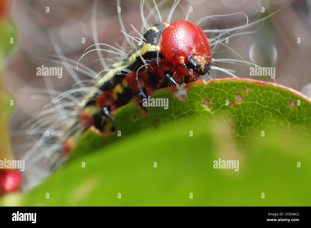 Azalea Caterpillar Moth (Datana major Stock Photo - Alamy