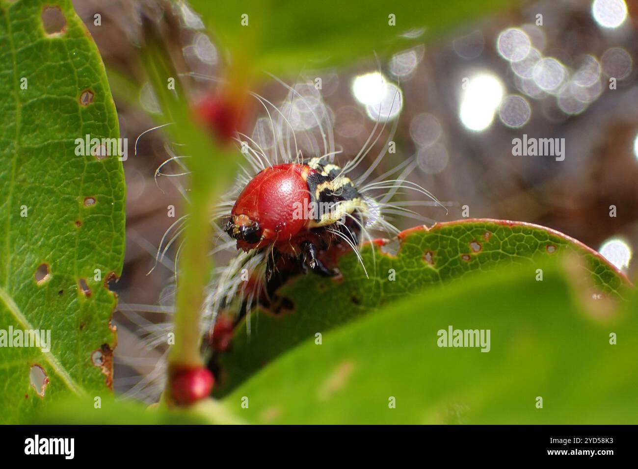 Azalea Caterpillar Moth (Datana major Stock Photo - Alamy