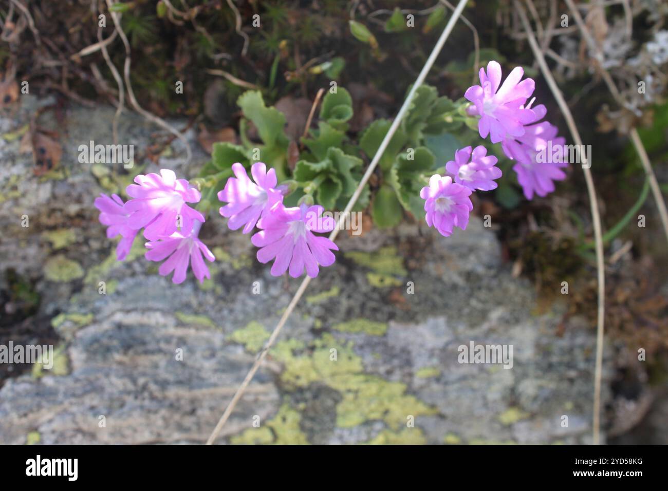 Primula hirsuta hi-res stock photography and images - Alamy