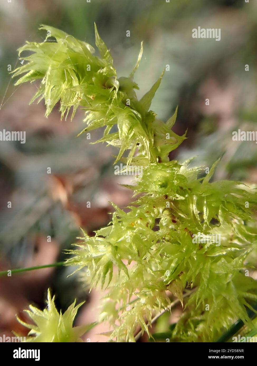 rough goose neck moss (Hylocomiadelphus triquetrus Stock Photo - Alamy