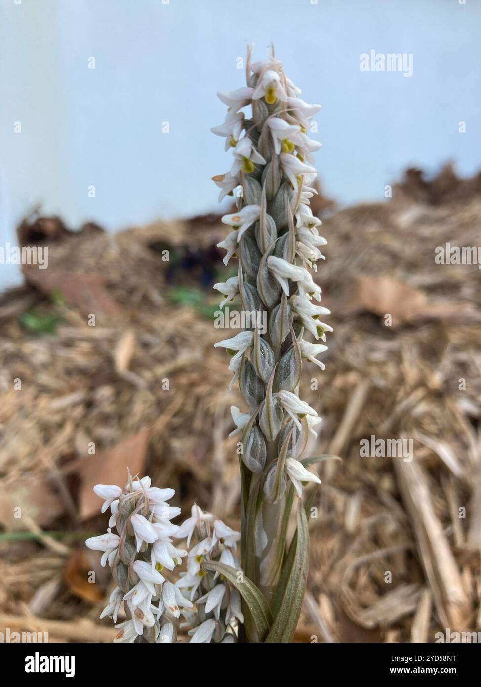 centipede grass orchid (Zeuxine strateumatica Stock Photo - Alamy