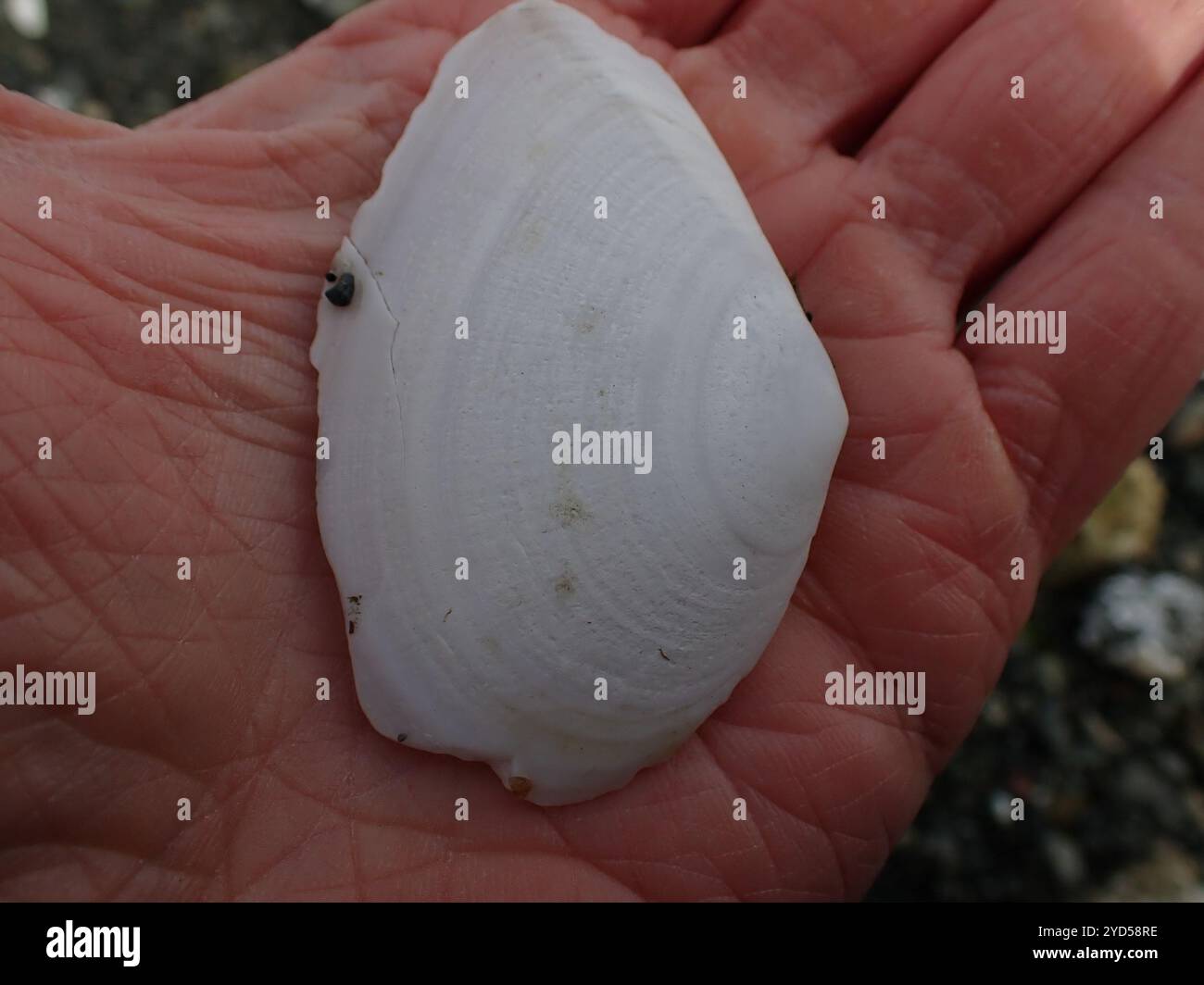 Bent-nosed Clam (Macoma nasuta Stock Photo - Alamy
