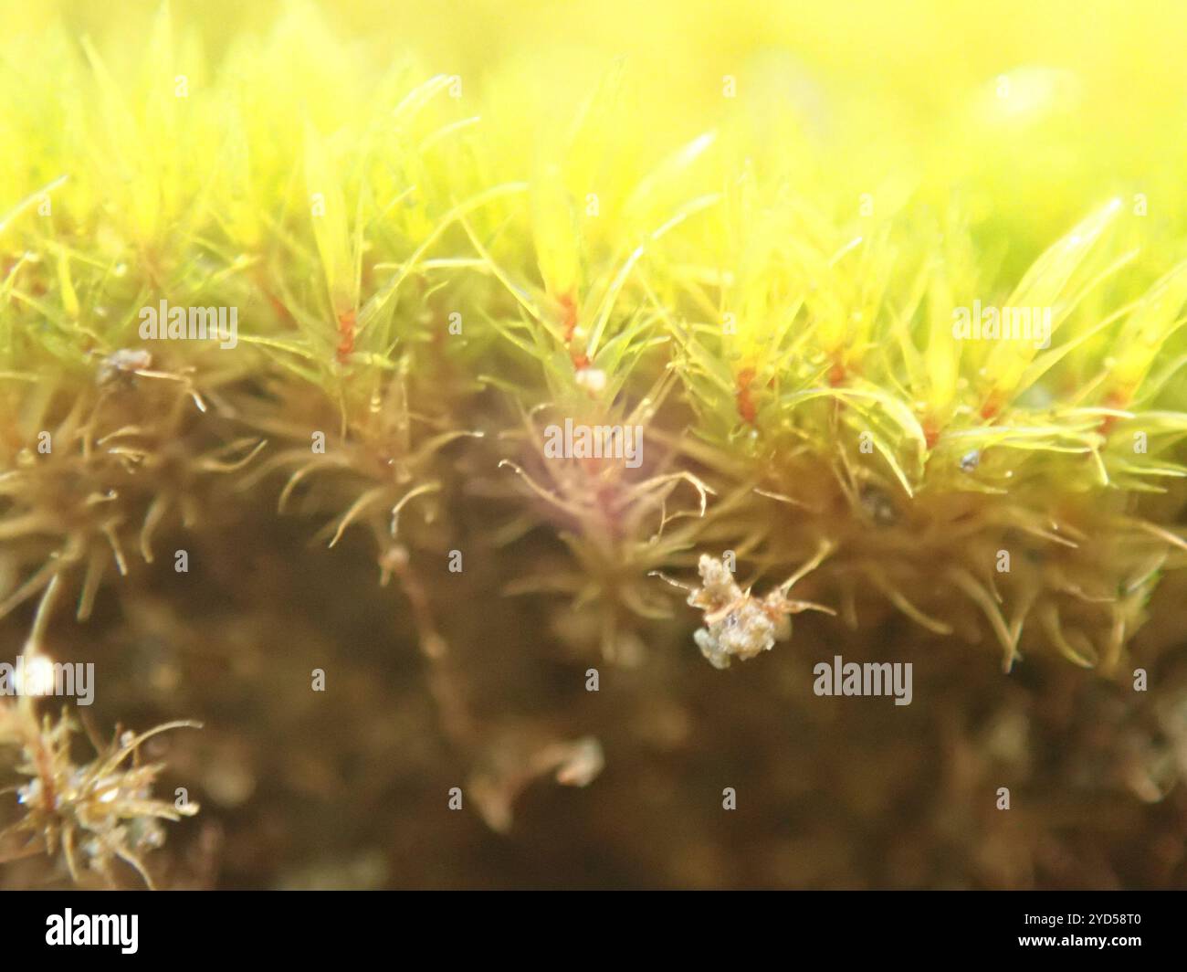 Sharp-leaved Blindia (Blindia acuta Stock Photo - Alamy