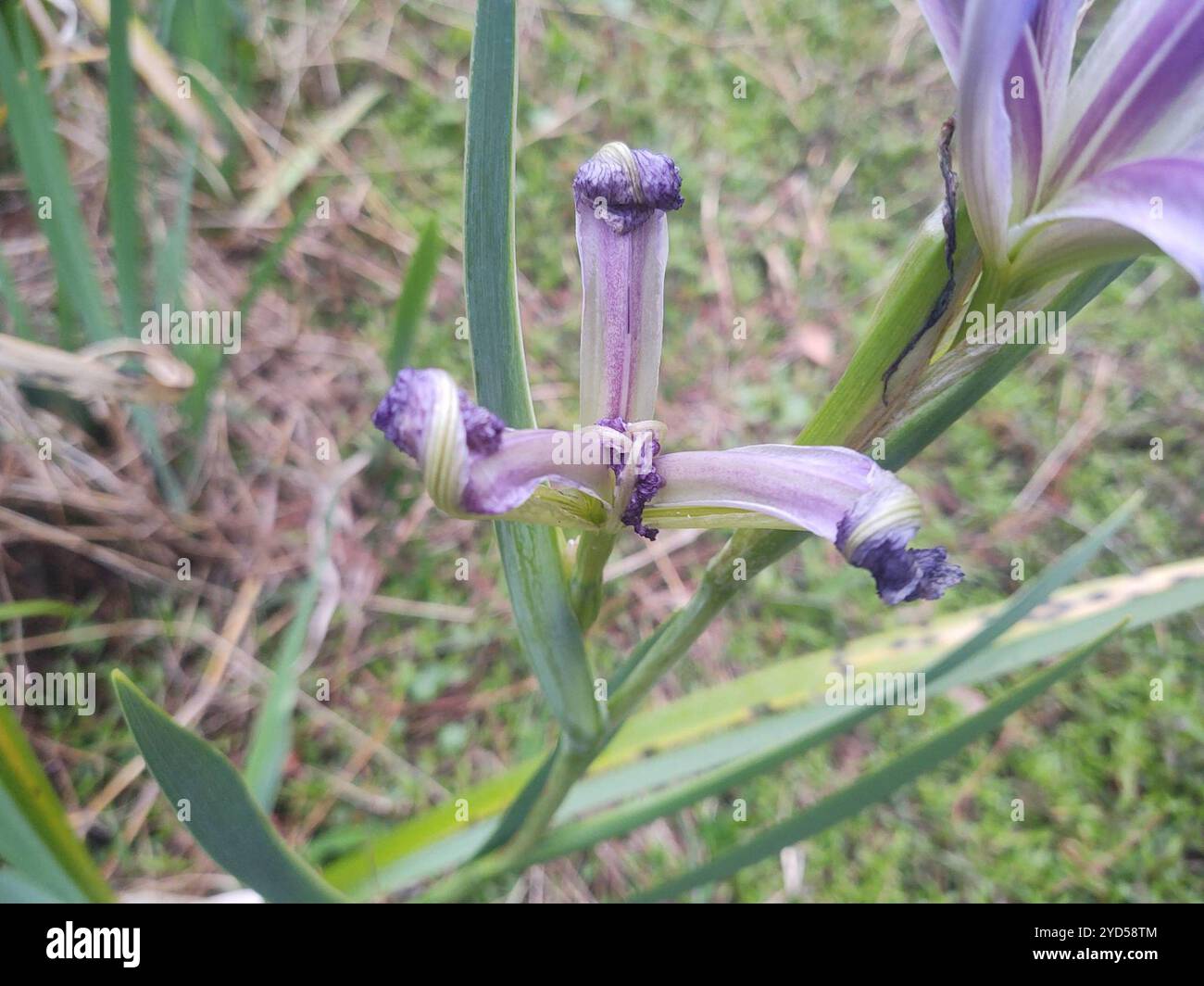 Common Beardless Irises (Limniris Stock Photo - Alamy