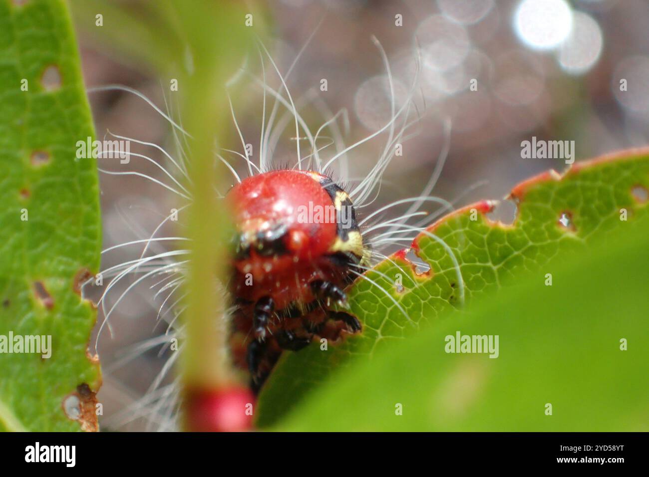 Azalea Caterpillar Moth (Datana major Stock Photo - Alamy