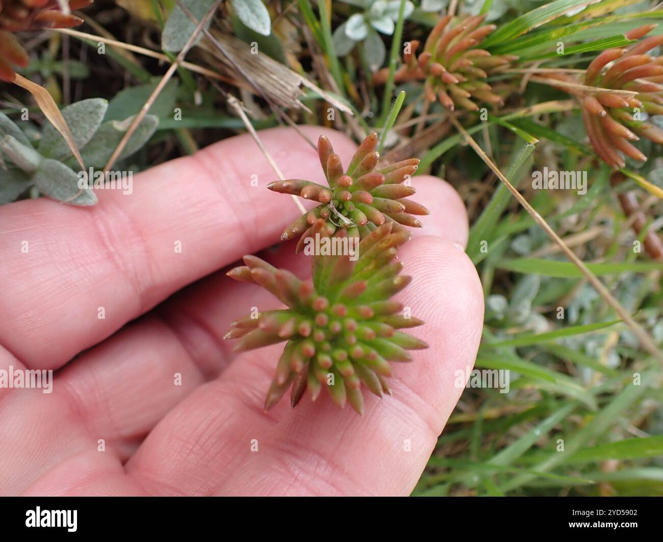 Reflexed Stonecrop (Petrosedum rupestre Stock Photo - Alamy