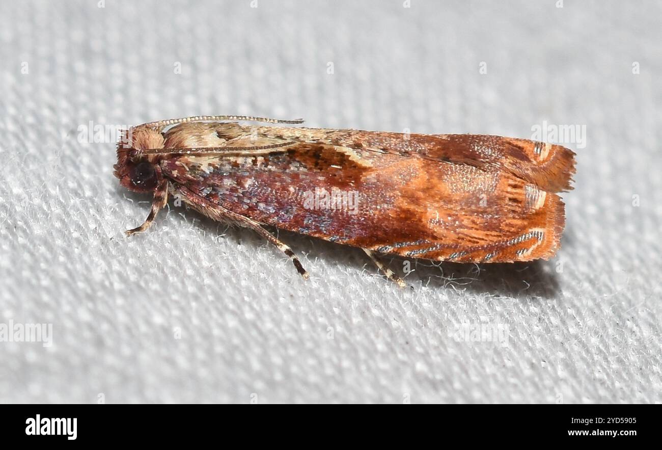 Maple Tip Borer Moth (Episimus tyrius Stock Photo - Alamy
