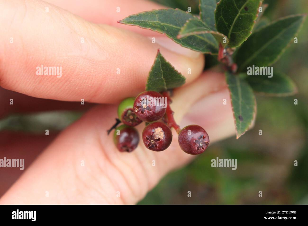 Costa Rican blueberry (Vaccinium consanguineum Stock Photo - Alamy