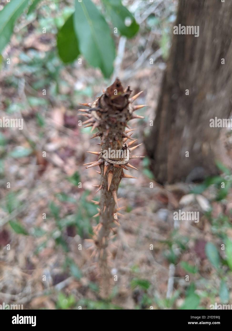 devil's walkingstick (Aralia spinosa Stock Photo - Alamy