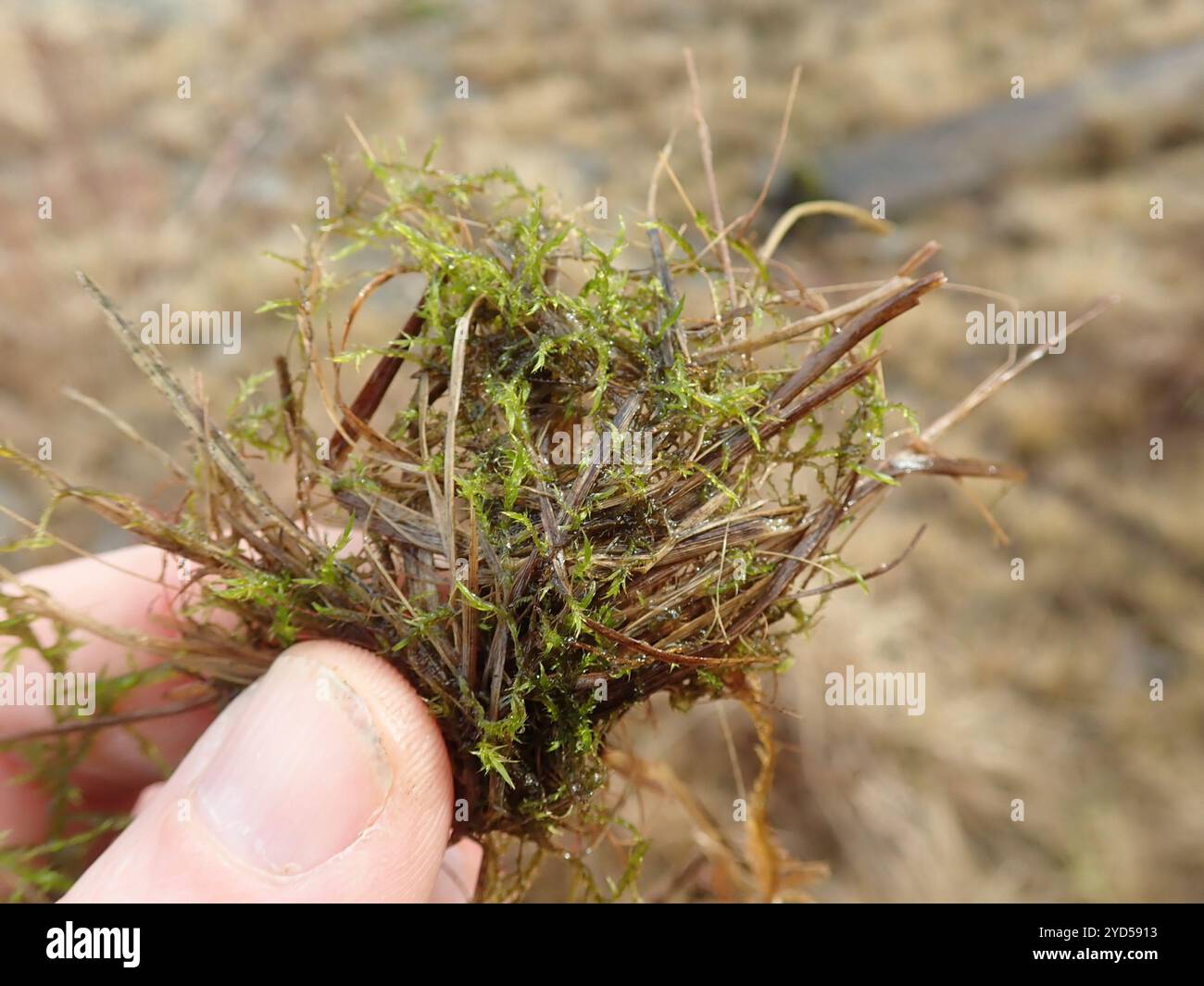 Kneiff's hook-moss (Drepanocladus aduncus Stock Photo - Alamy