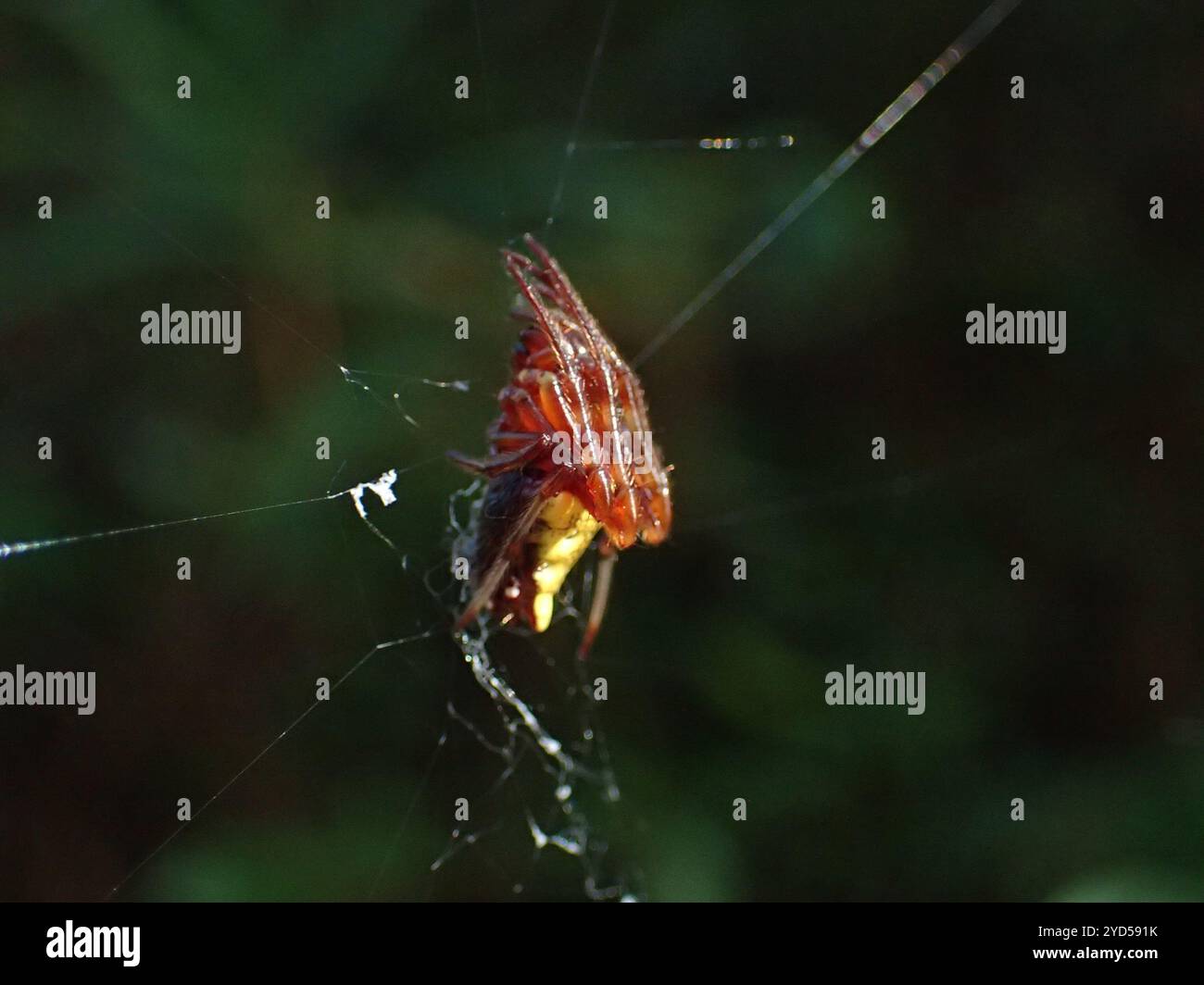 Arrowhead Orbweaver (Verrucosa arenata Stock Photo - Alamy