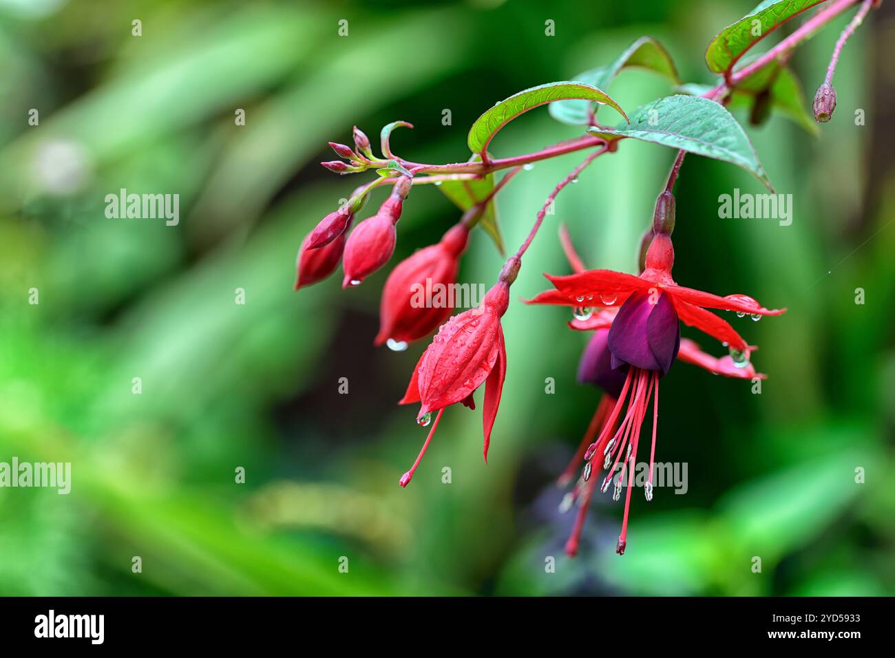 Fuschia lady boothby hi-res stock photography and images - Alamy