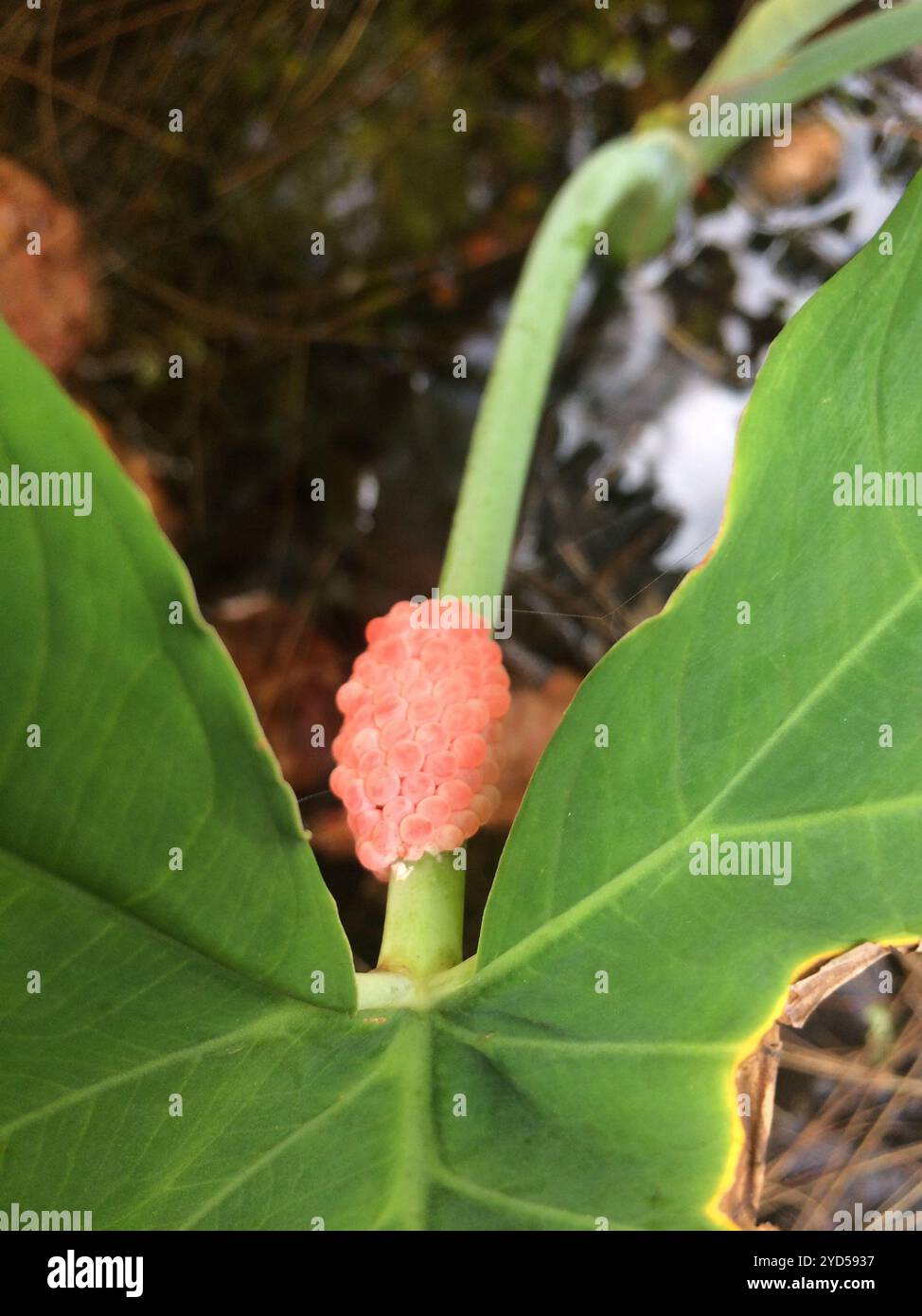 Channeled Apple Snail (Pomacea canaliculata Stock Photo - Alamy