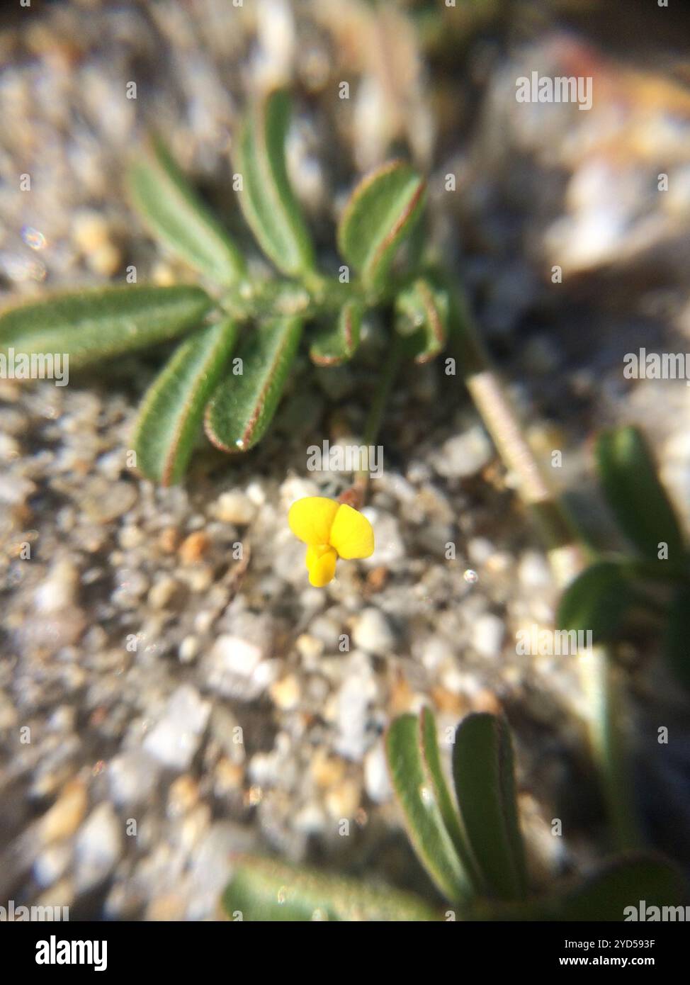 strigose lotus (Acmispon strigosus Stock Photo - Alamy